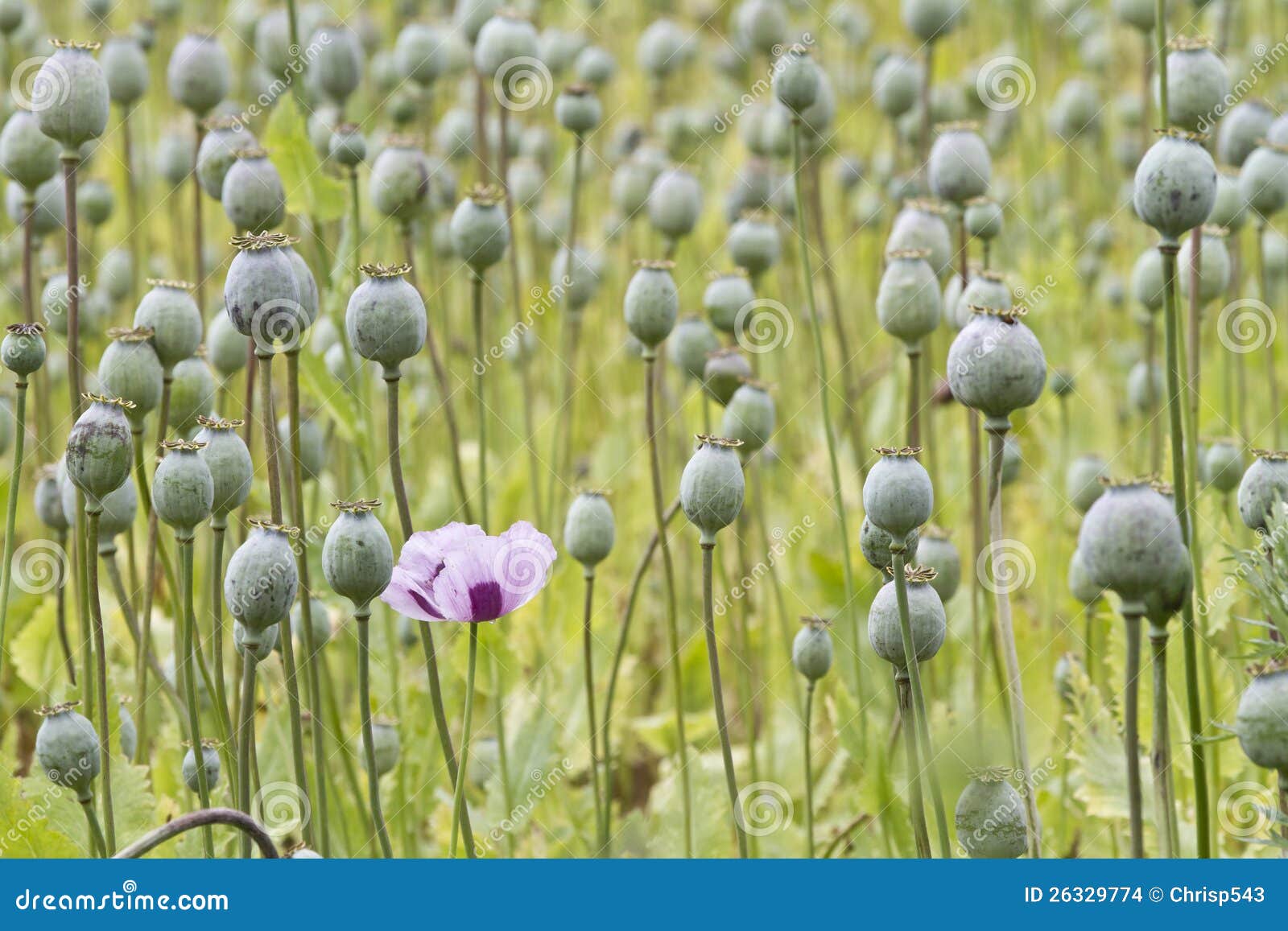 Amapola De Opio, Papaver - Somniferum Foto de archivo - Imagen de ...