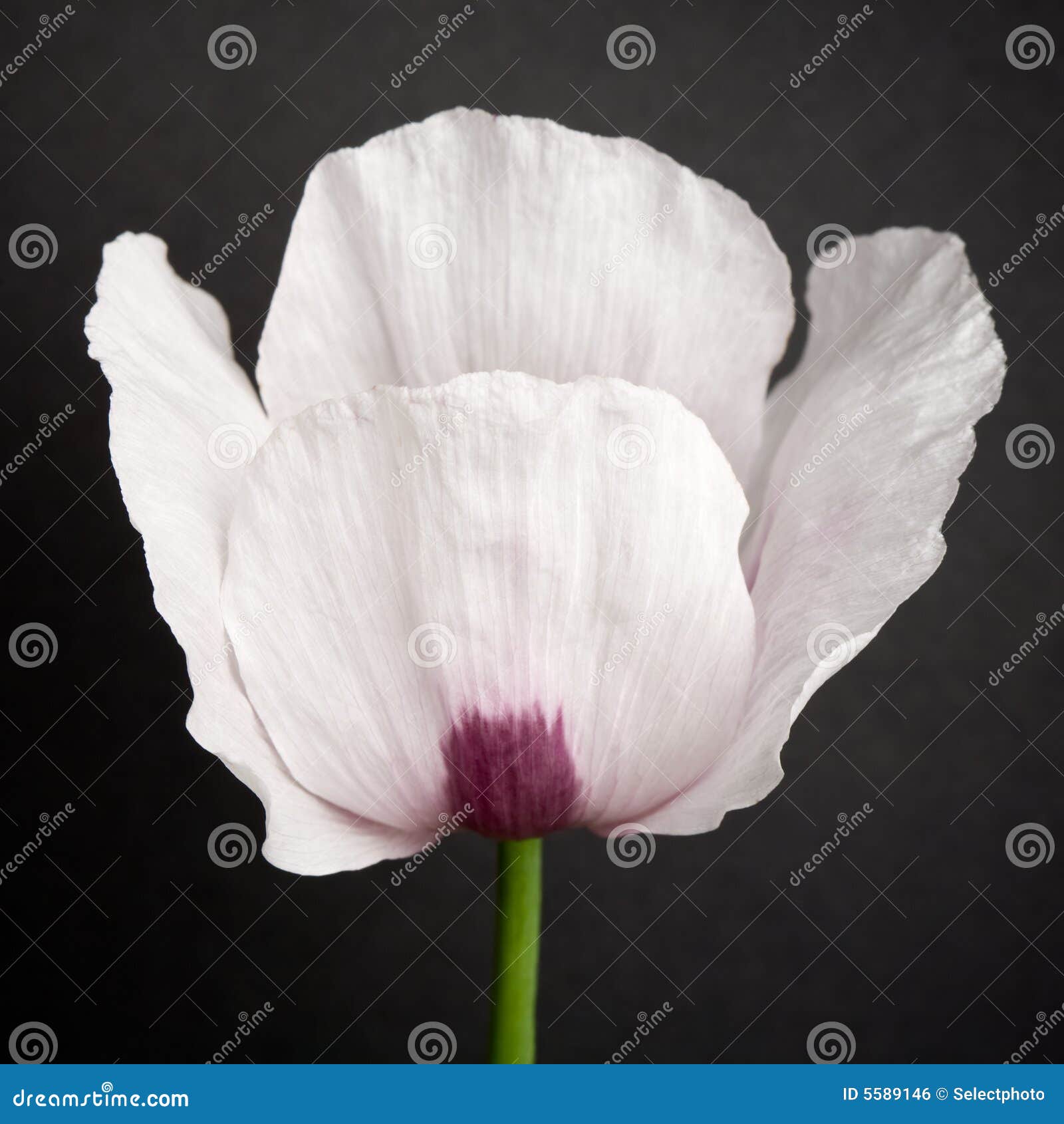 Amapola De Opio (Papaver - Somniferum) Foto de archivo - Imagen de ...