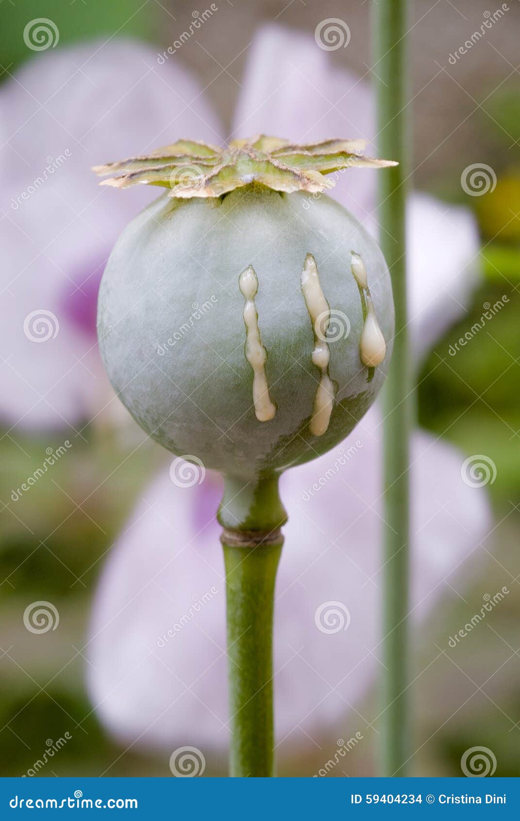 Amapola De Opio (Papaver - Somniferum) Foto de archivo - Imagen de ...