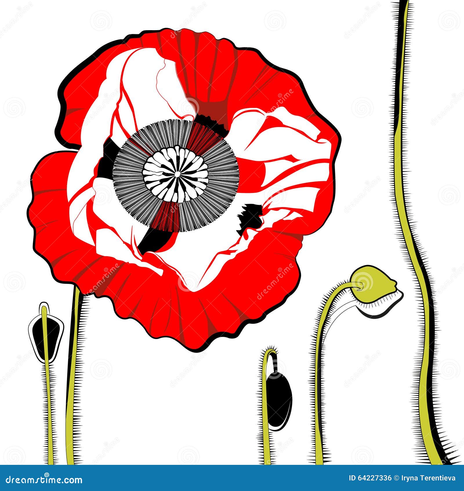 Amapola Del Rojo Del Vector Ilustración del Vector - Ilustración de ...