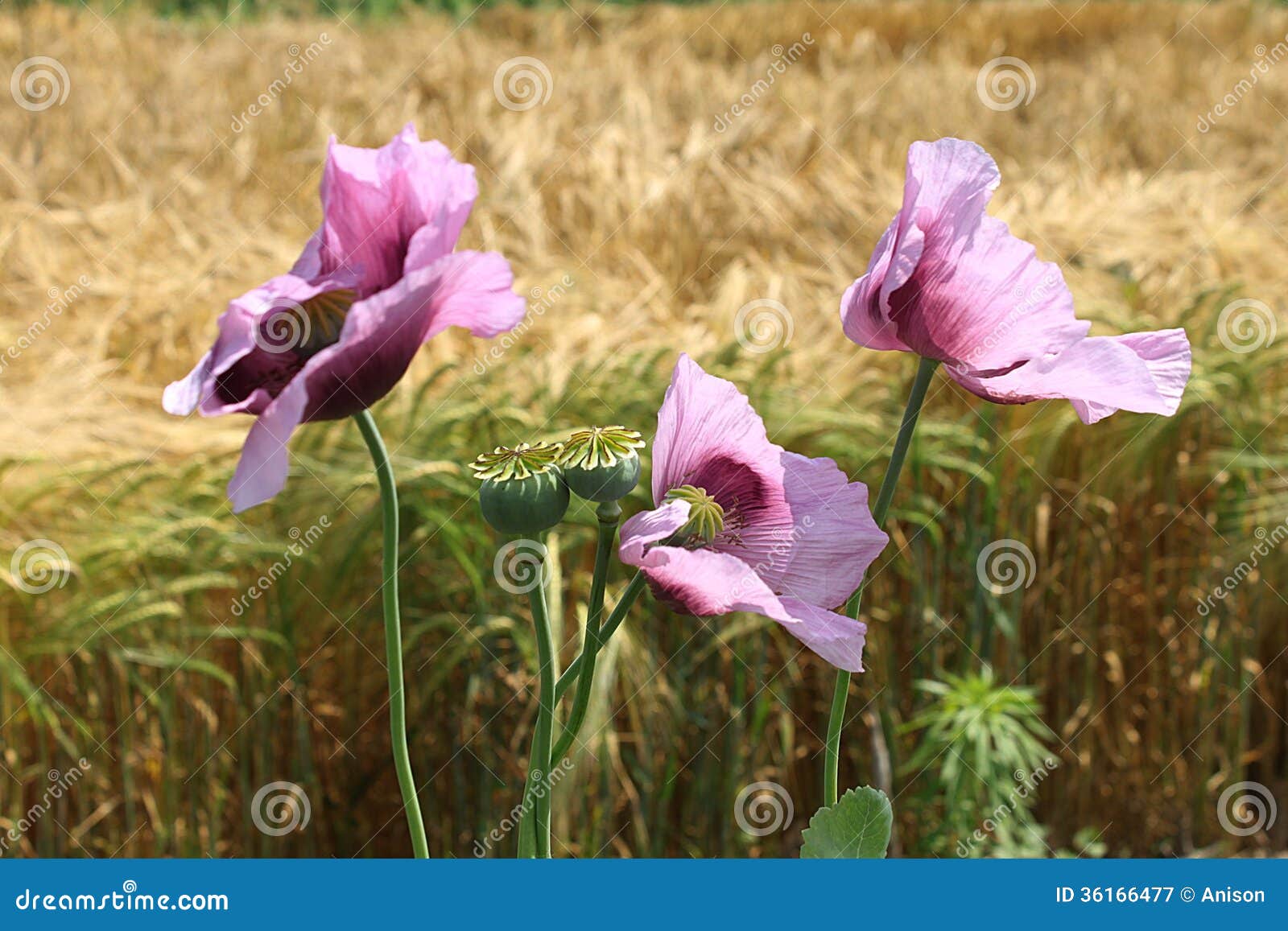 Amapolas de opio del flor imagen de archivo. Imagen de amarillo - 36166477