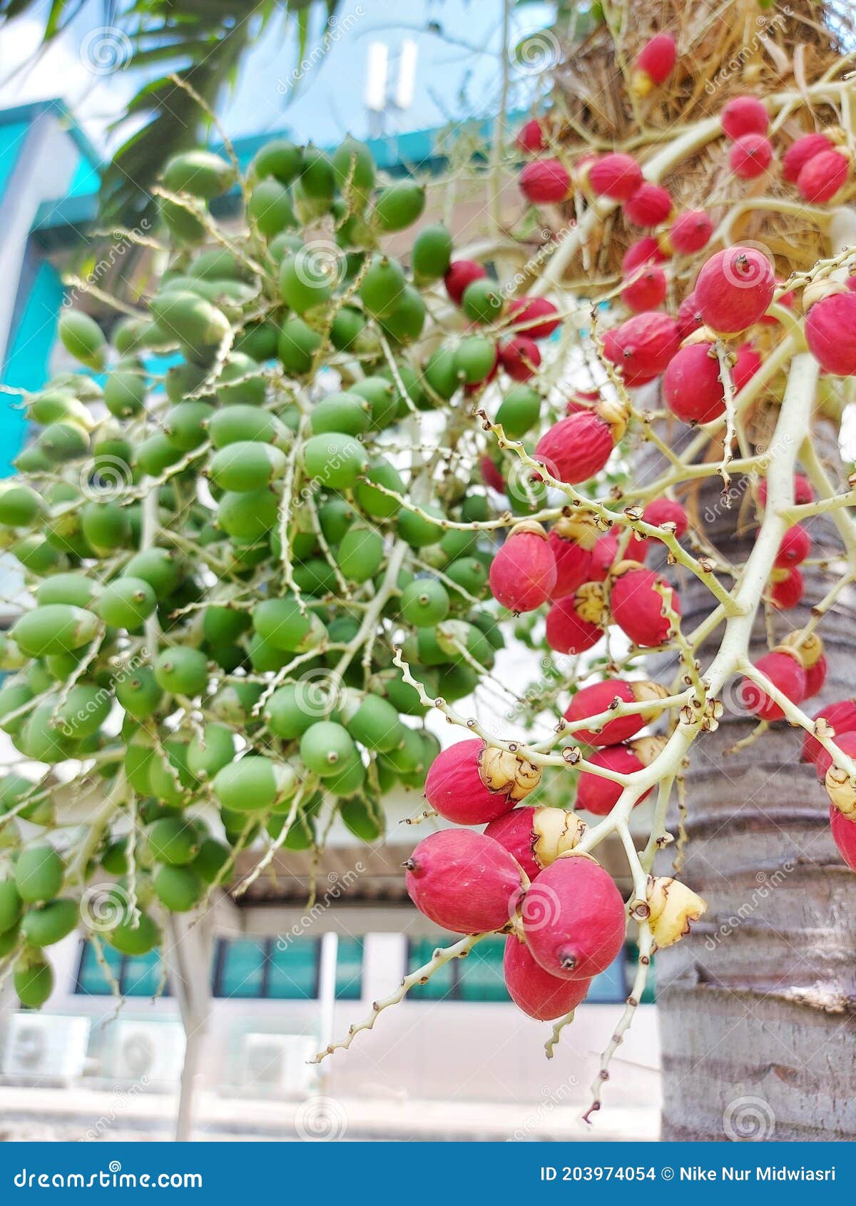 Amar el color foto de archivo. Imagen de color, perenne - 203974054