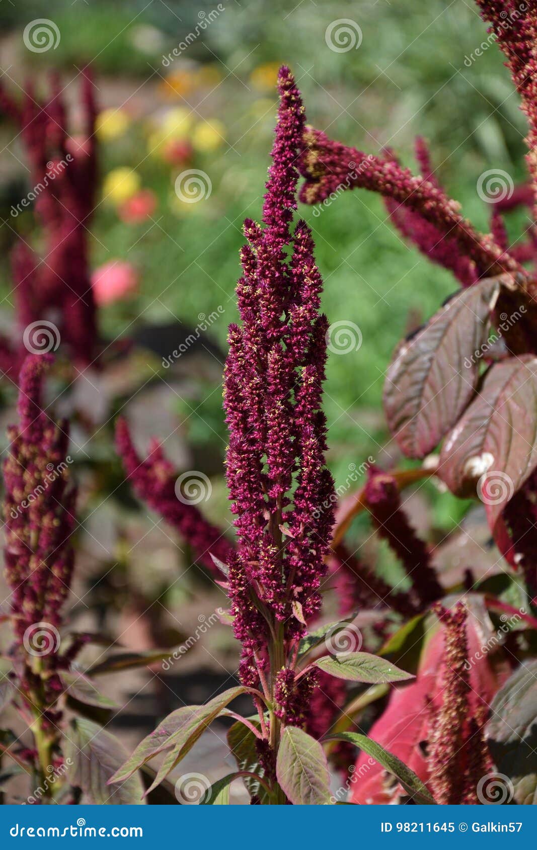 Amarant Ist Einer Des Familie Amaranthaceae Stockbild - Bild von feld ...