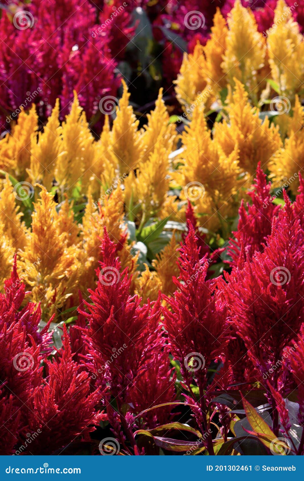 The Amaranth Field. Colorful Flowers Back Ground Stock Image - Image of ...