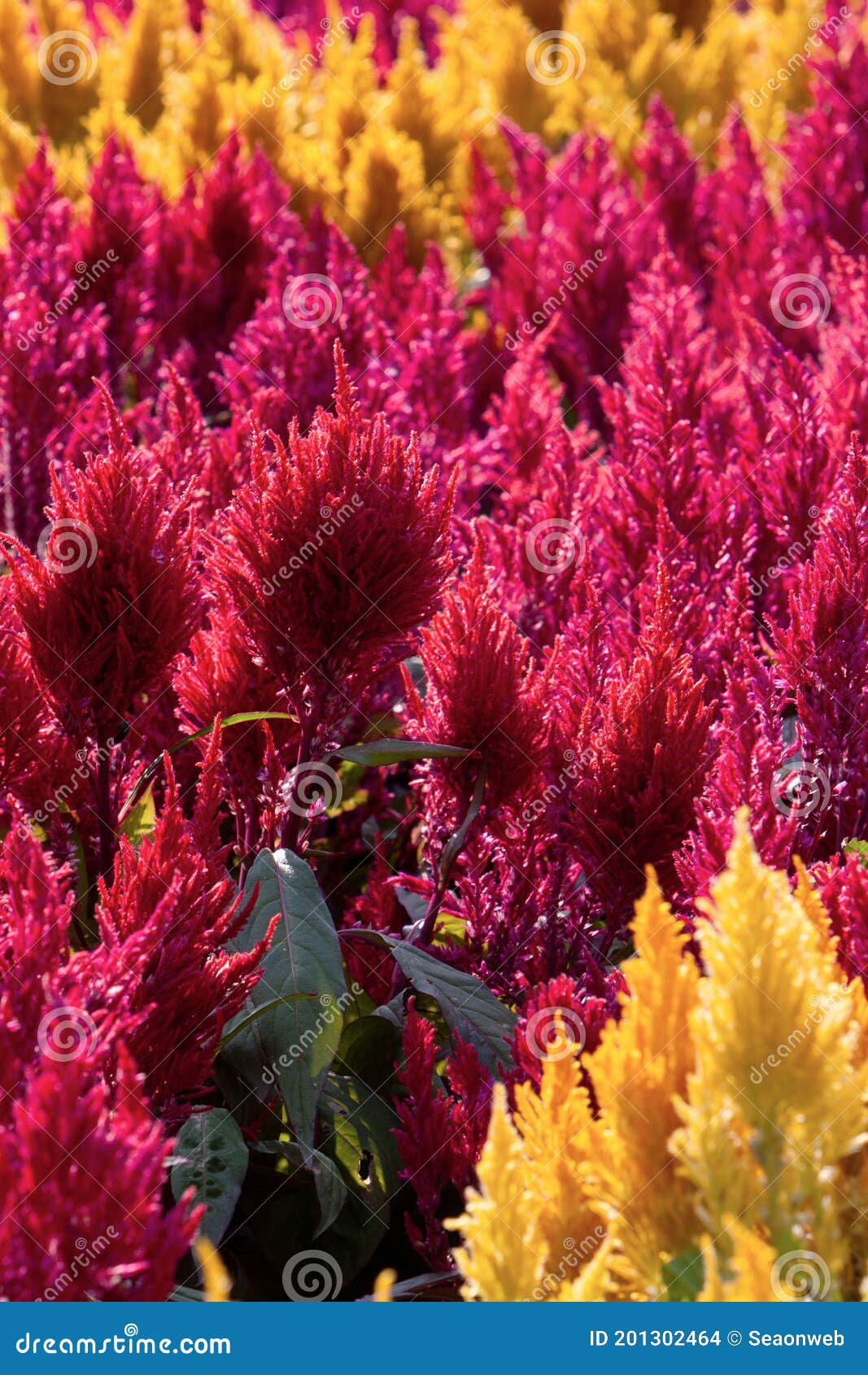 The Amaranth Field. Colorful Flowers Back Ground Stock Photo - Image of ...