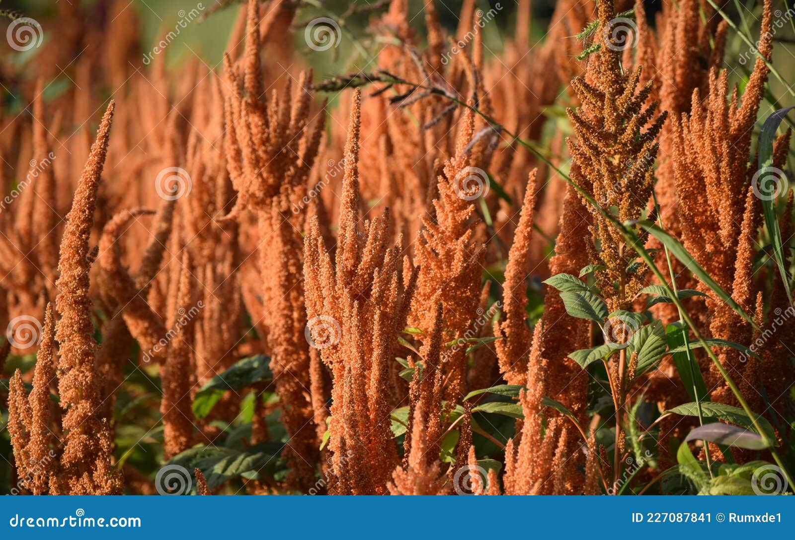Amaranth-field in the Evening-sun Stock Image - Image of nutrition ...