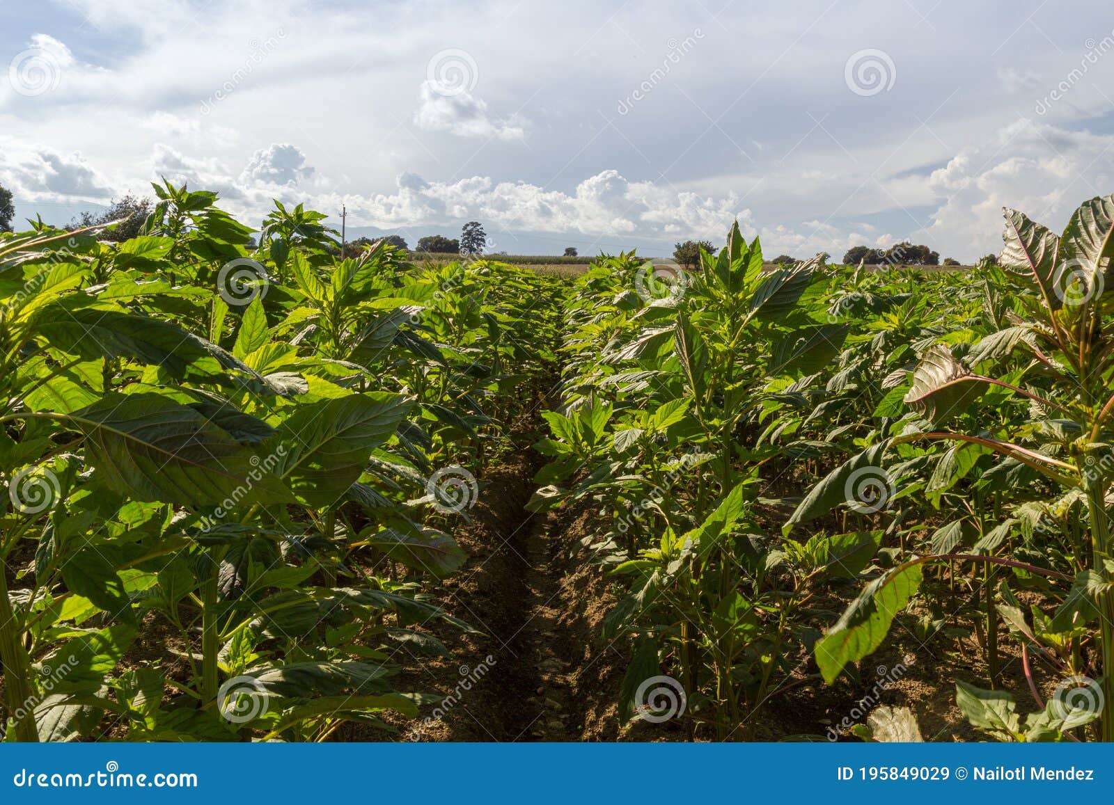Amaranth Field in Sunset Whit Blue Sky Stock Image - Image of happy ...
