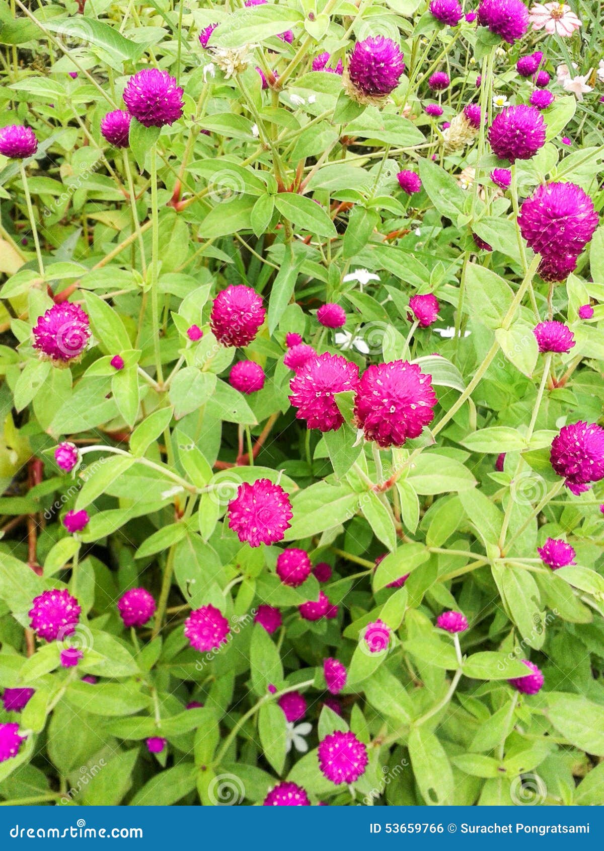 Amaranth flower stock photo. Image of bloom, flower, beauty - 53659766