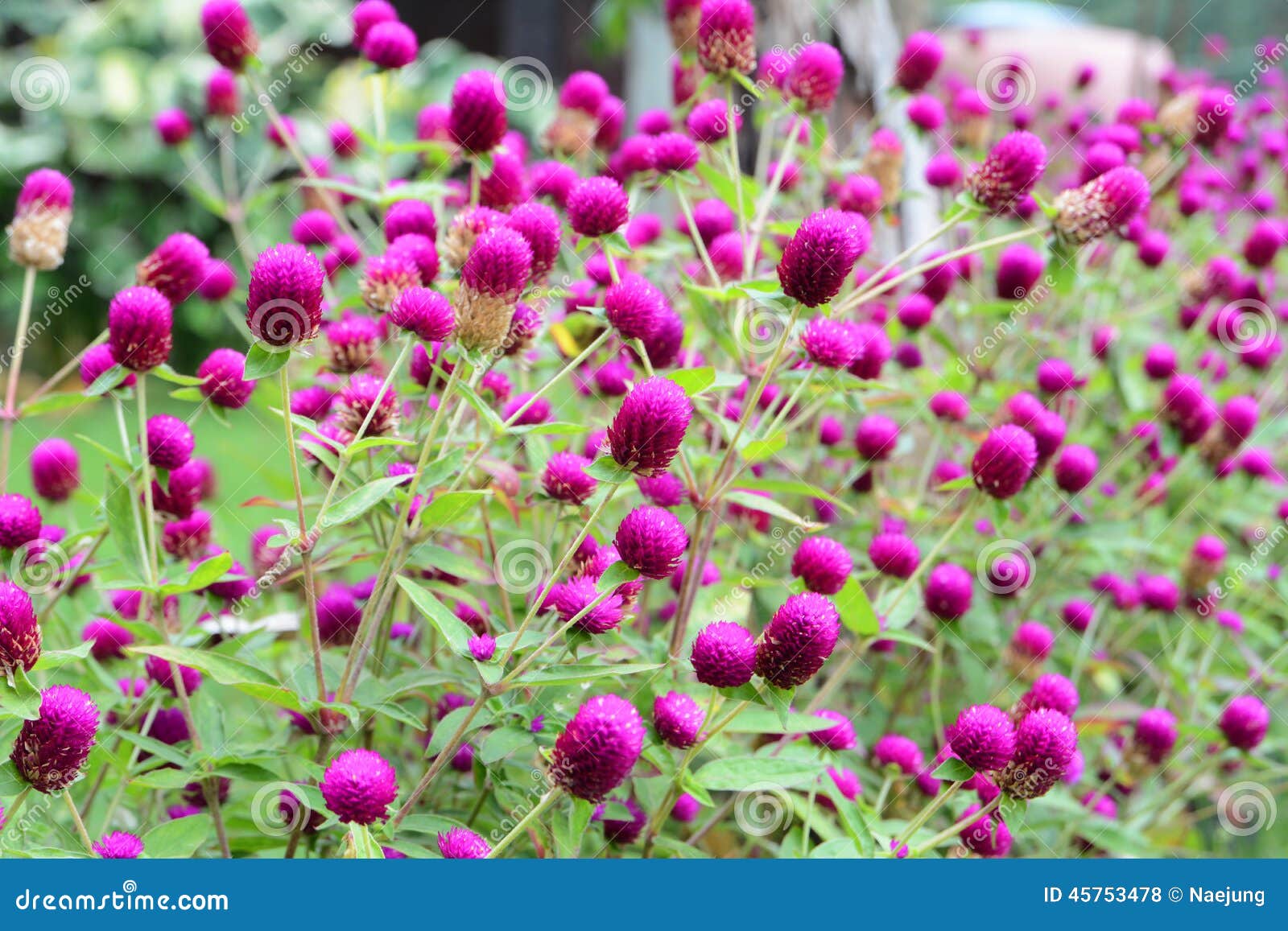 Amaranth flower stock photo. Image of blue, beauty, colorful - 45753478
