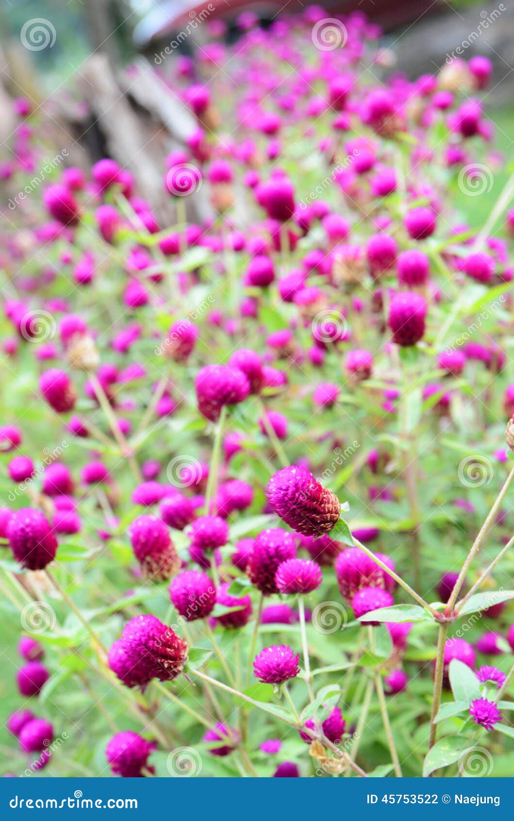 Amaranth flower stock photo. Image of blue, beauty, macro - 45753522