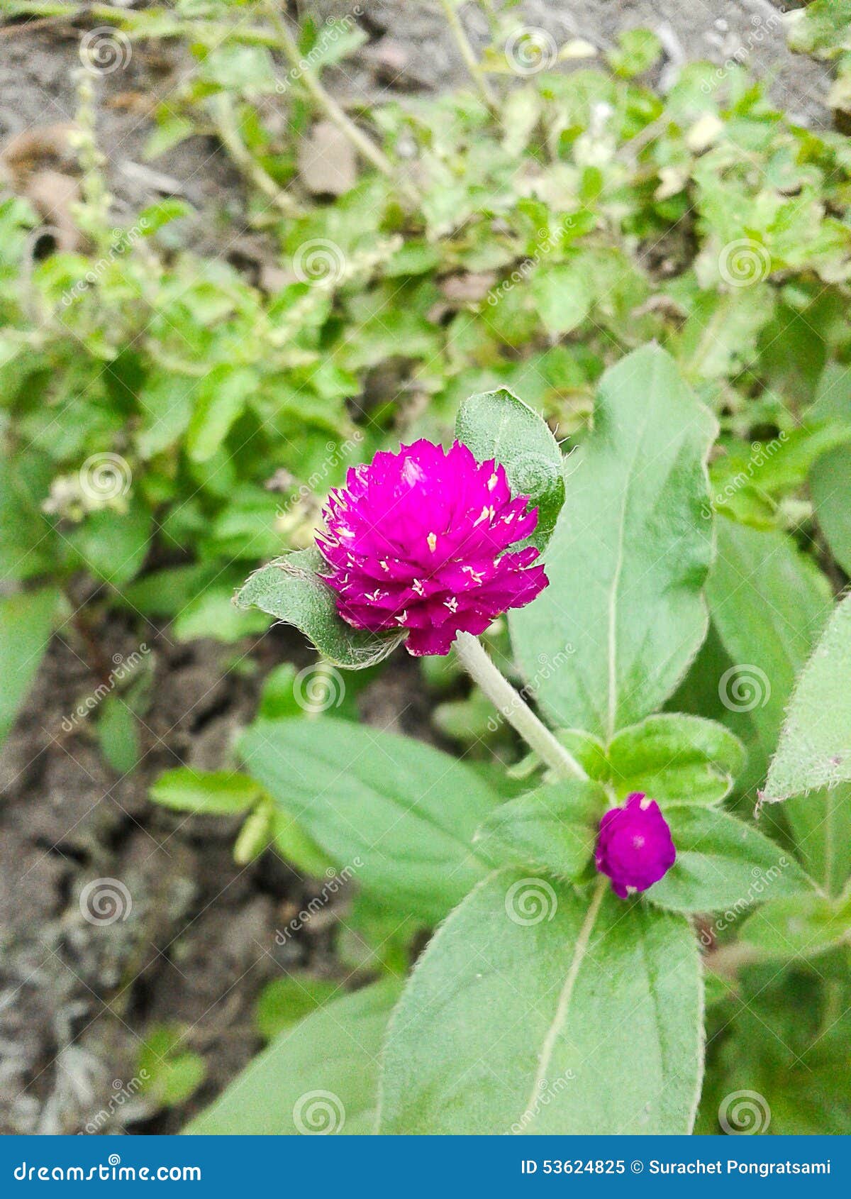 Globe Amaranth flower stock image. Image of petal, bloom - 53624825