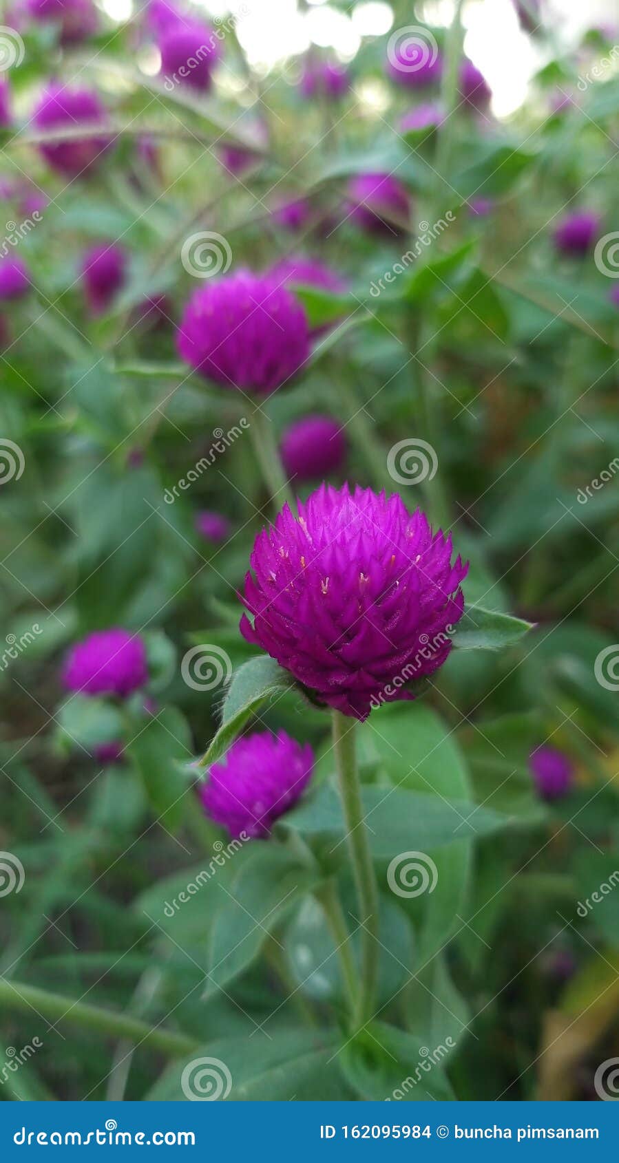 Amaranth stock photo. Image of amaranth, pink, flower - 162095984