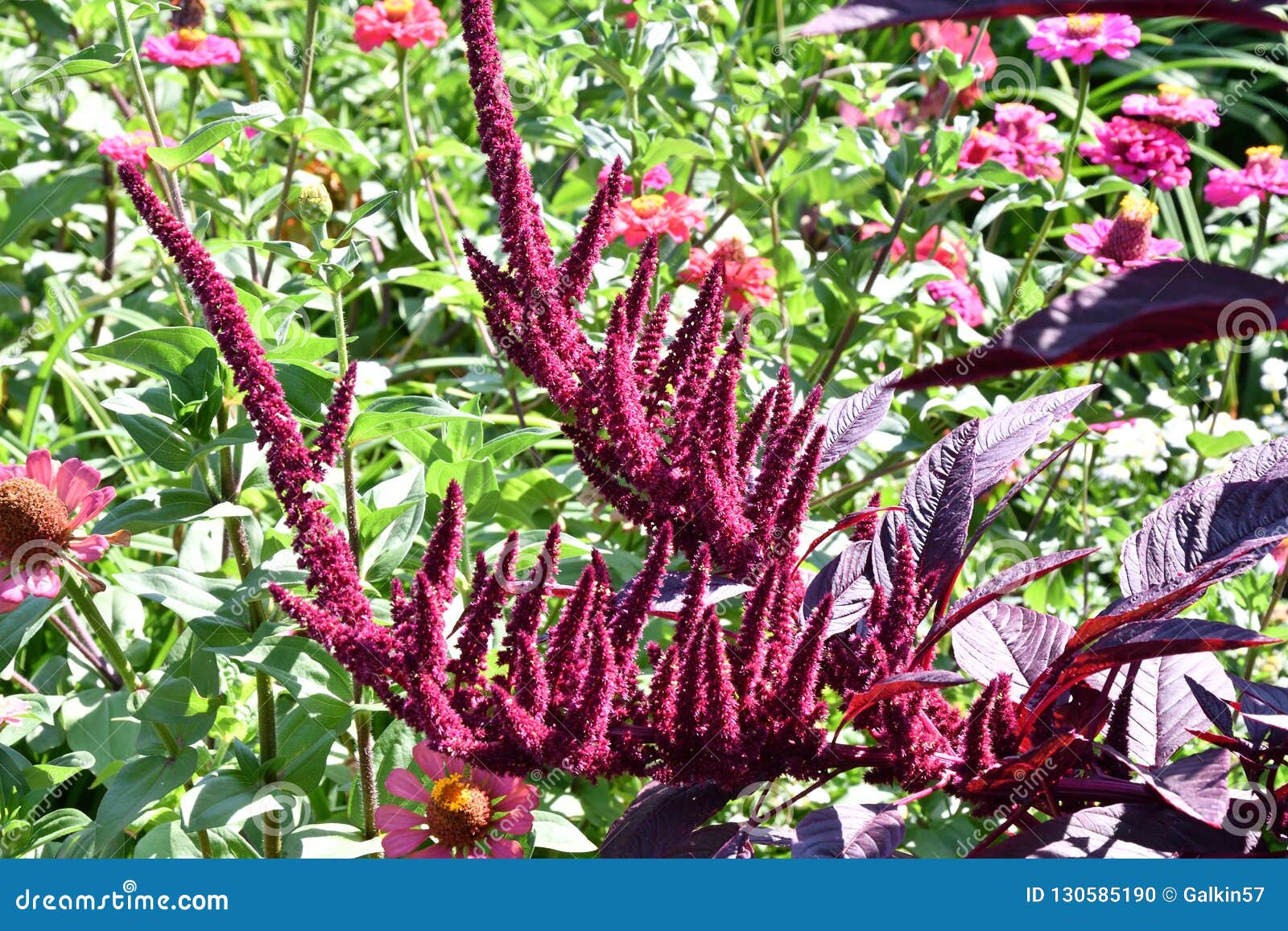 Amaranth Flower in the Summer Garden Stock Photo - Image of freshness ...
