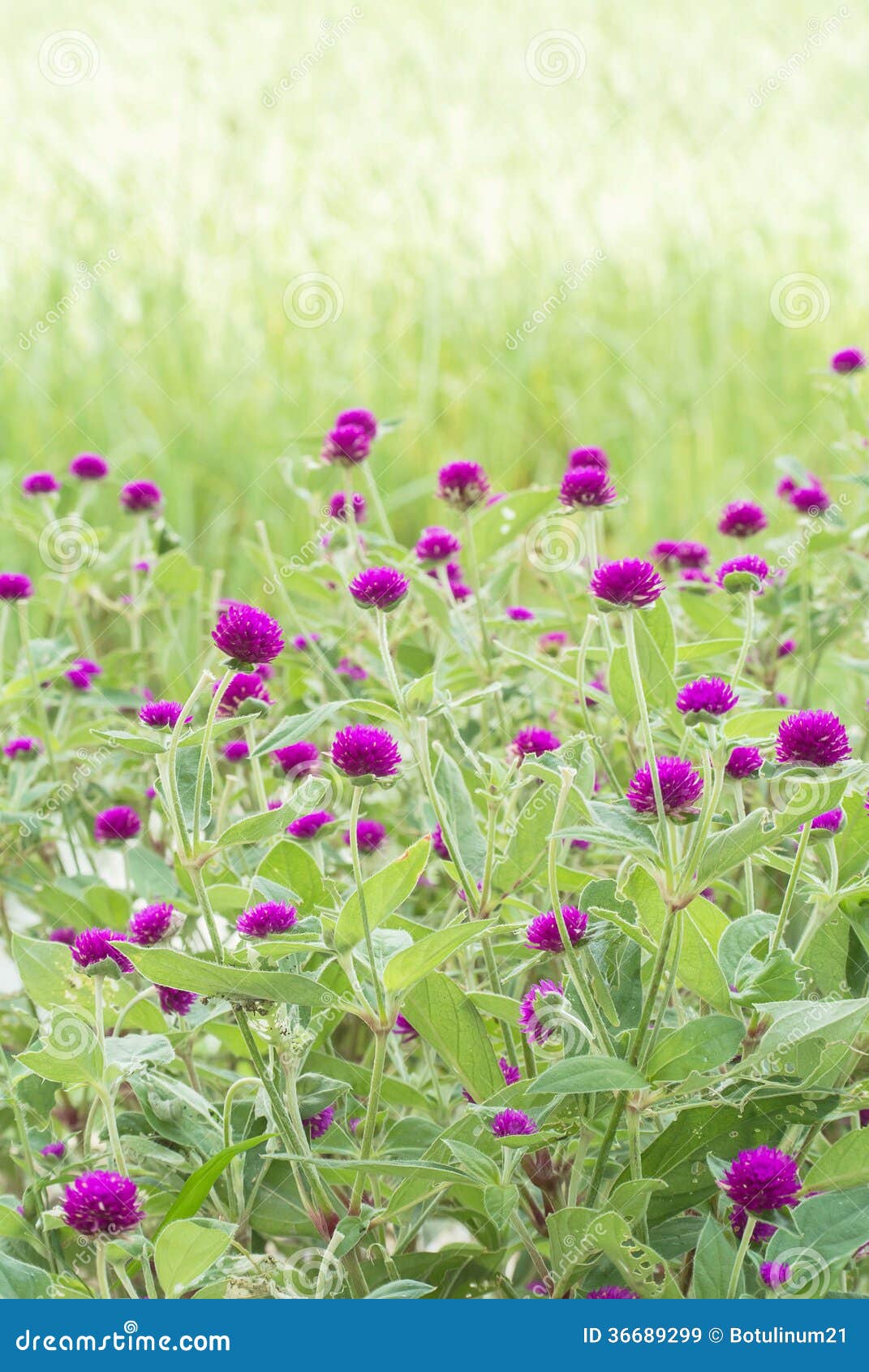 Amaranth flower stock image. Image of nature, asian, wild - 36689299