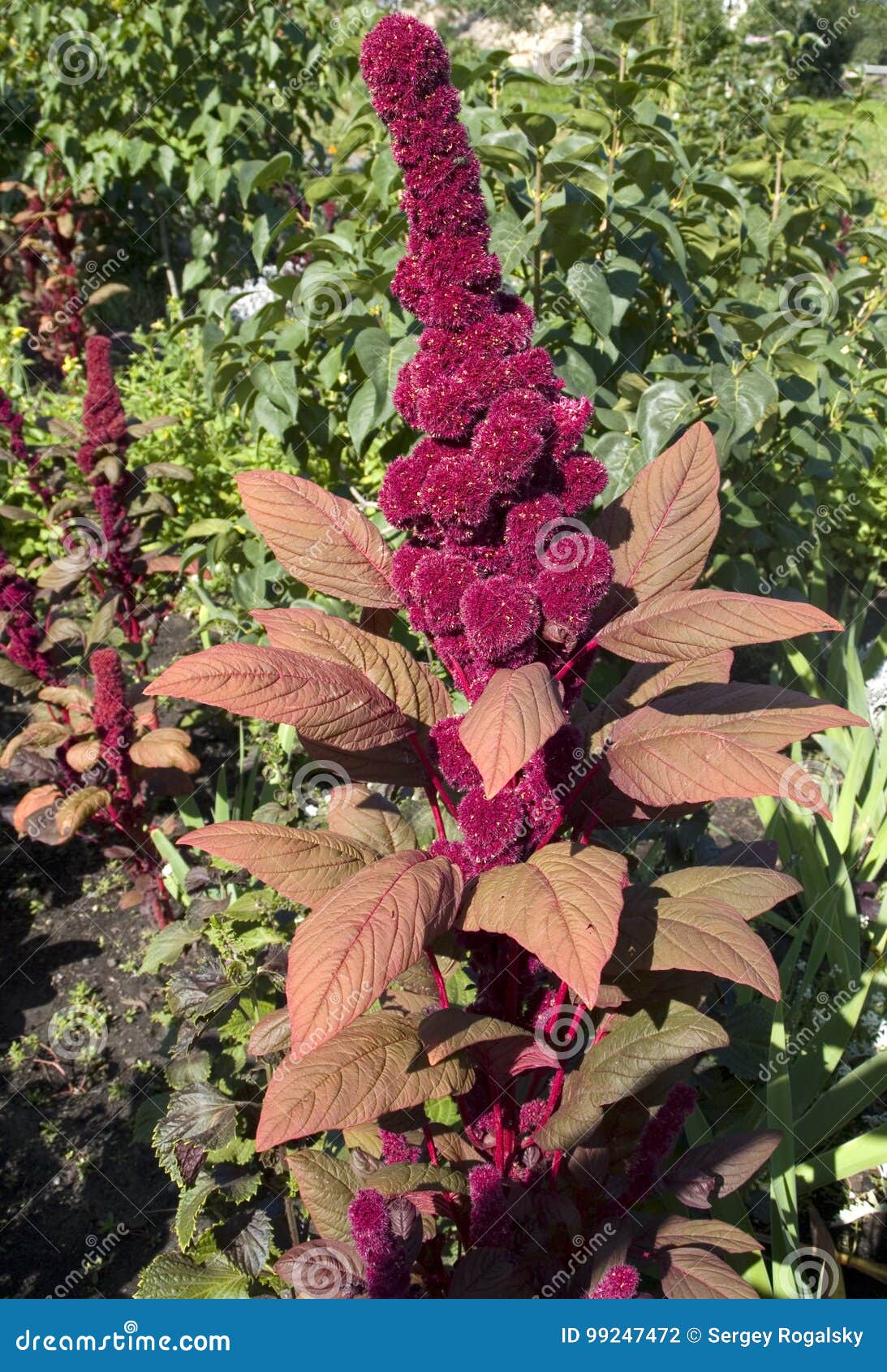 Amaranth flowering plant stock photo. Image of flowerbed - 99247472