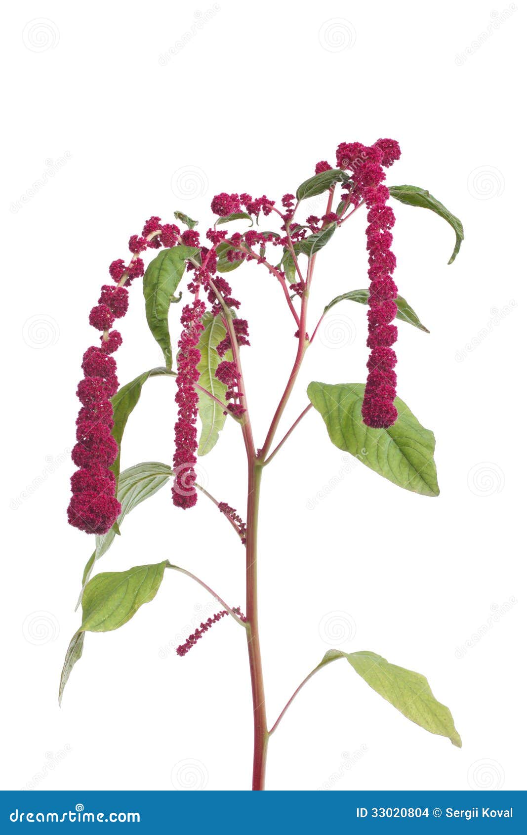 Amaranth Flowers Isolated Stock Images - Image: 33020804
