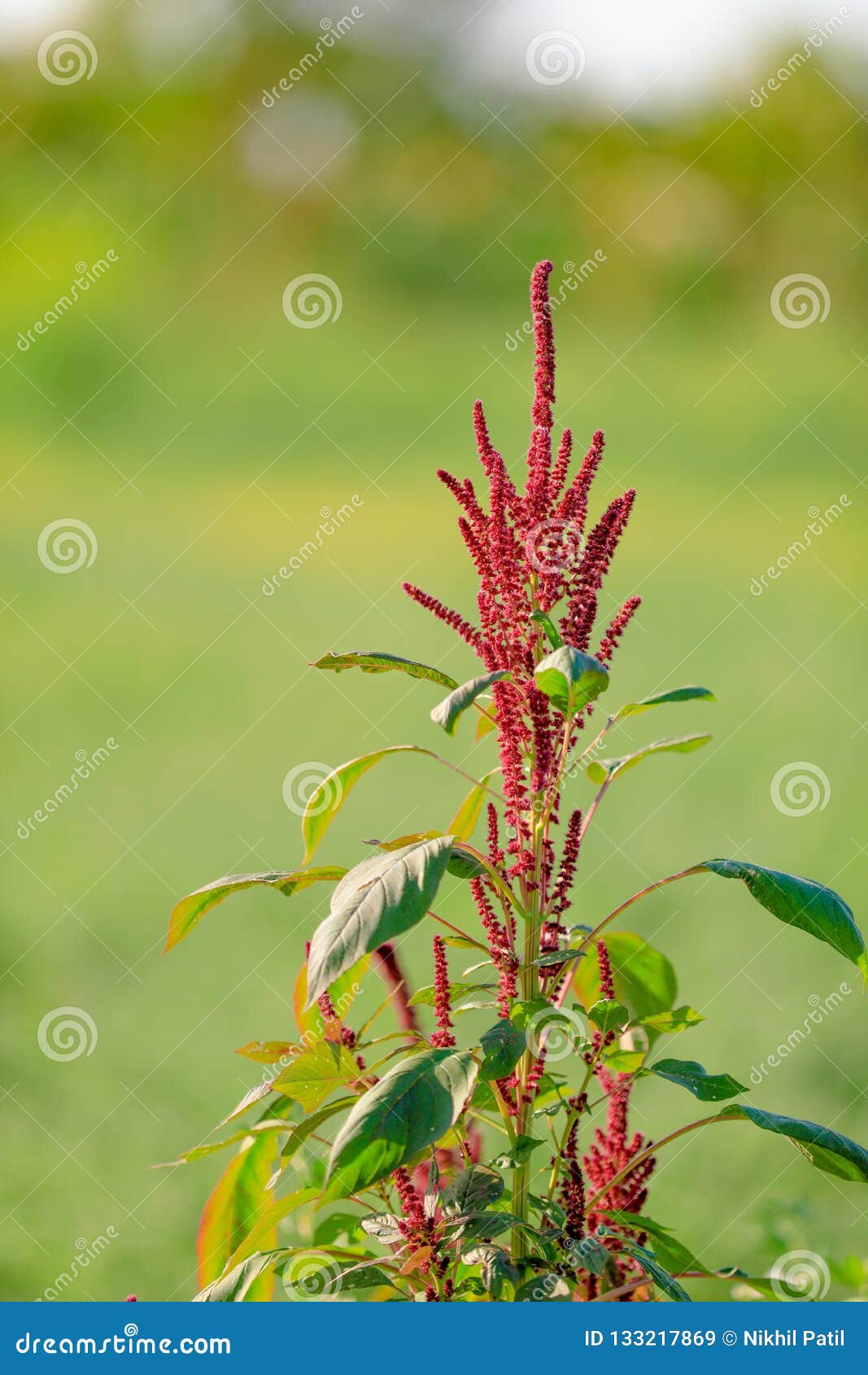 Amaranth grain field stock image. Image of group, crop - 133217869