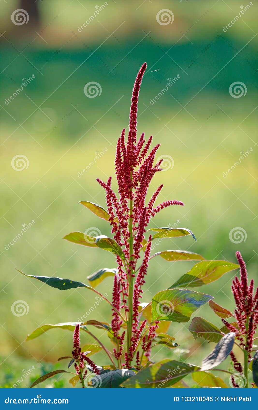 Amaranth grain field stock image. Image of blooming - 133218045