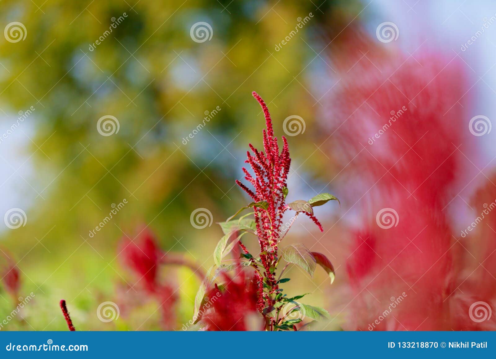 Amaranth grain field stock photo. Image of fresh, farming - 133218870