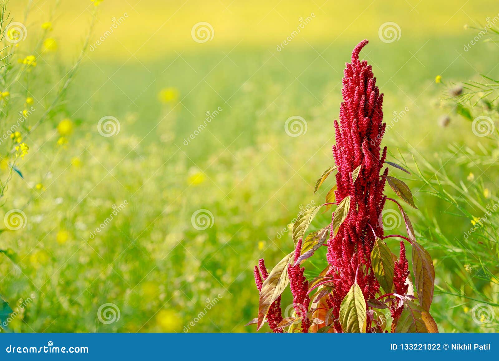 1,046 Grain Amaranth Plant Stock Photos - Free & Royalty-Free Stock ...