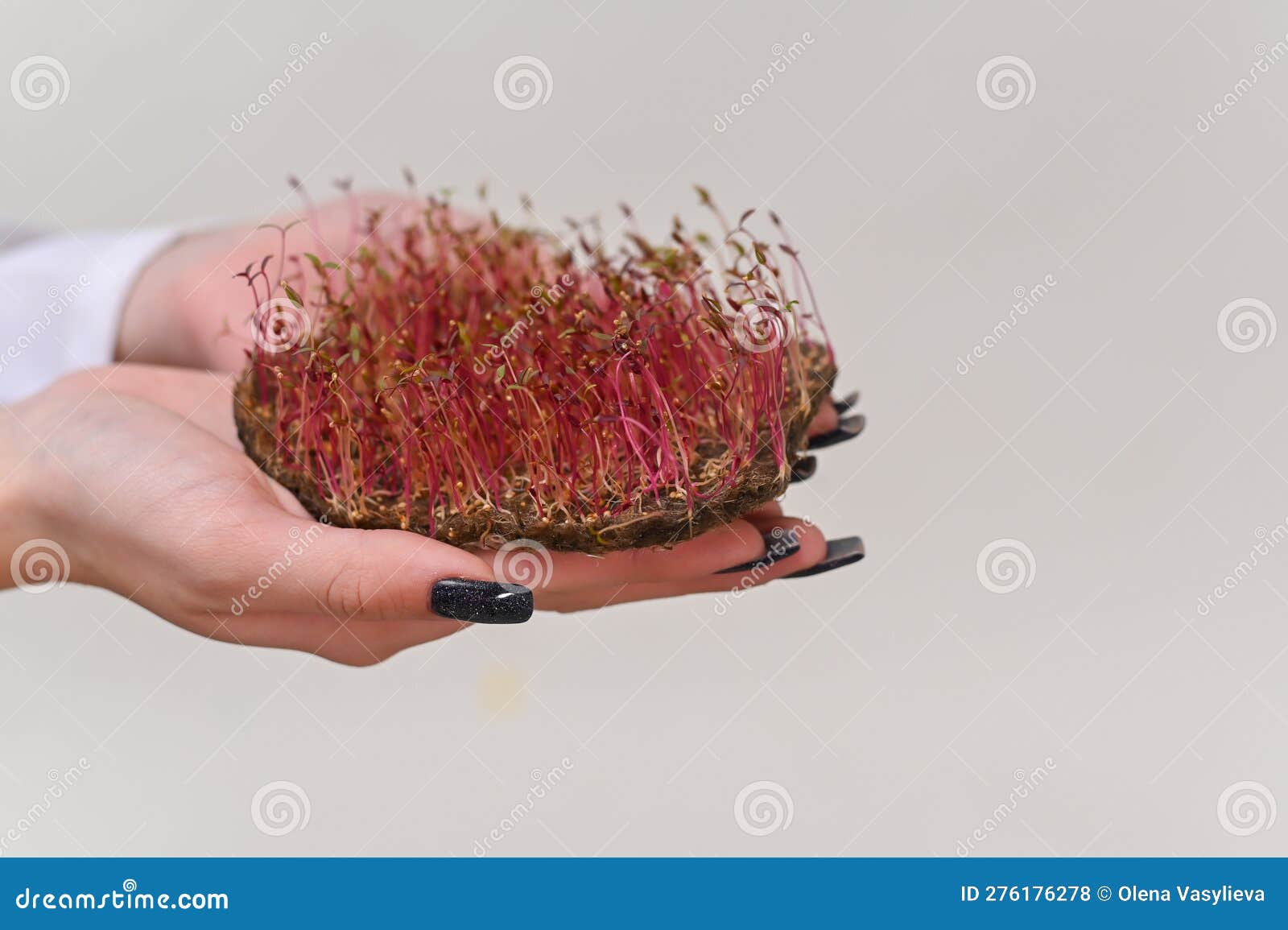 Amaranth Green Fresh. the Concept of Healthy Eating. Stock Photo ...