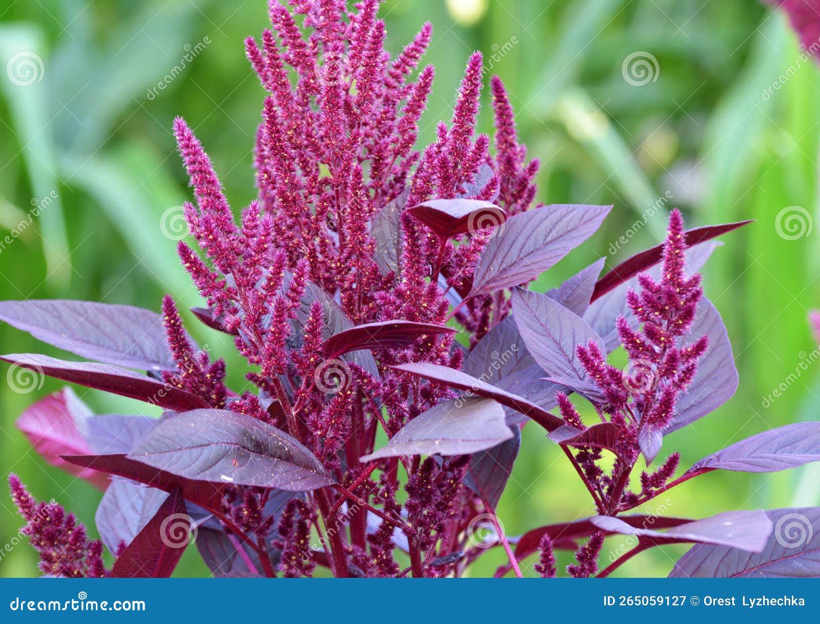 Amaranth Grows Up To 70 Cm In Height, Differs In Different Color Of ...