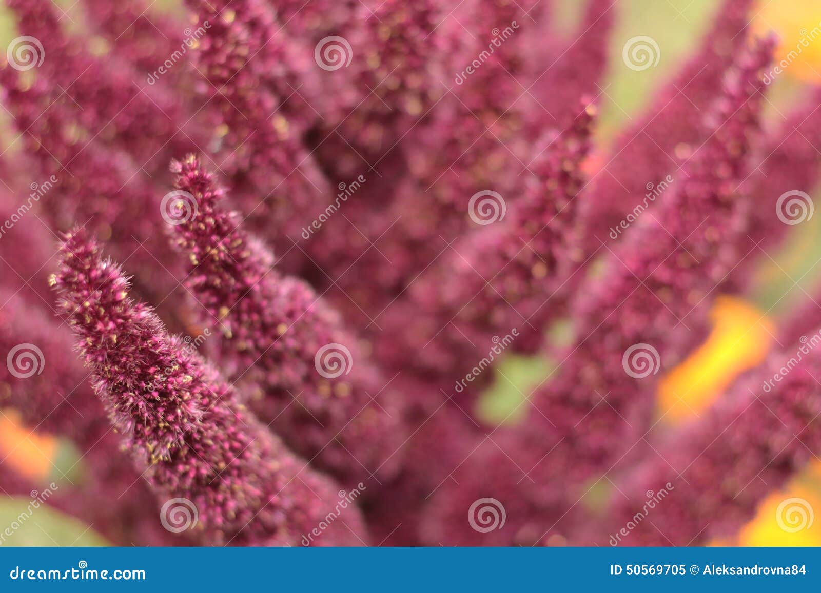 4,366 Amaranth Color Stock Photos - Free & Royalty-Free Stock Photos ...
