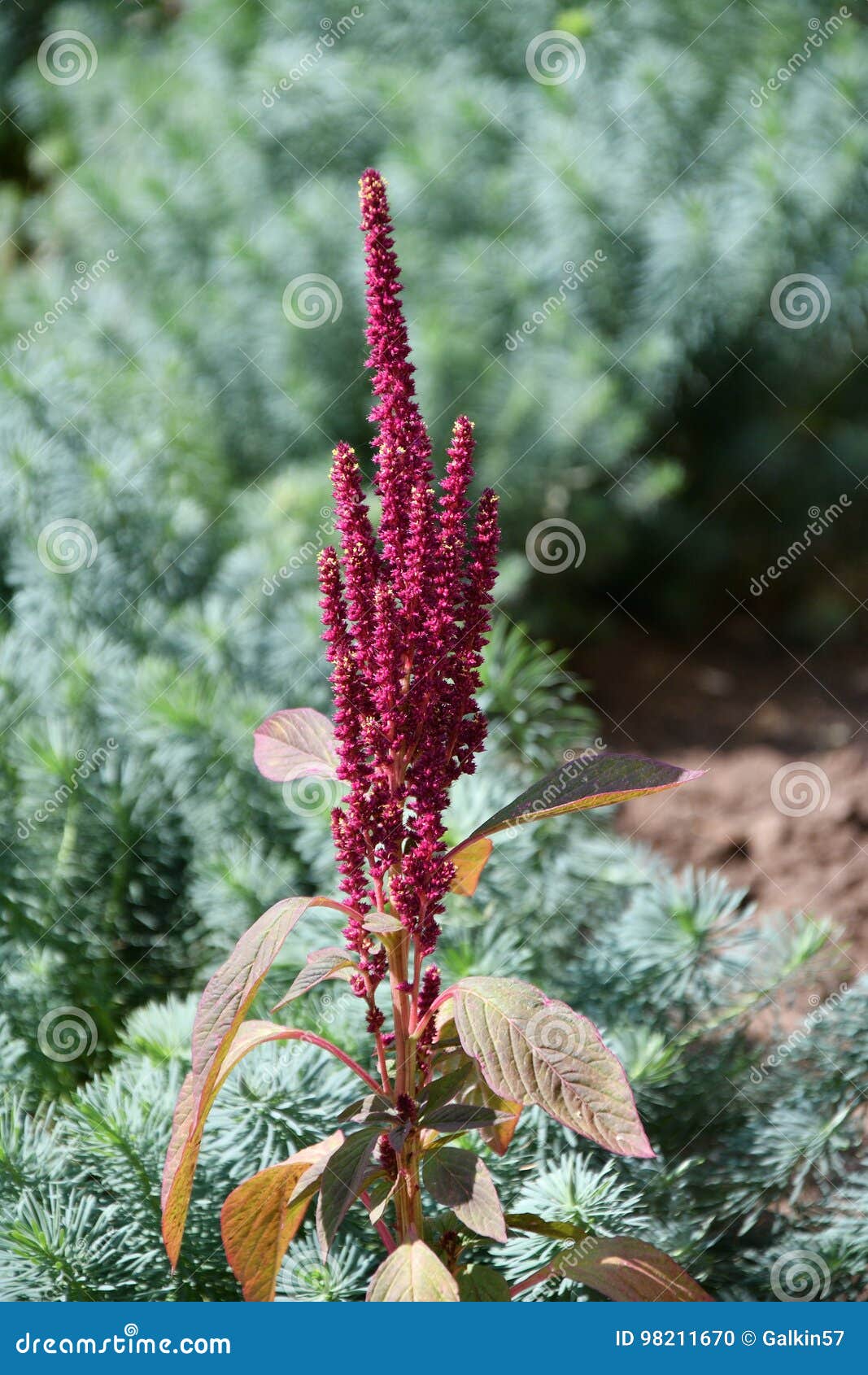 Amaranth is One of the Family Amaranthaceae Stock Photo - Image of ...