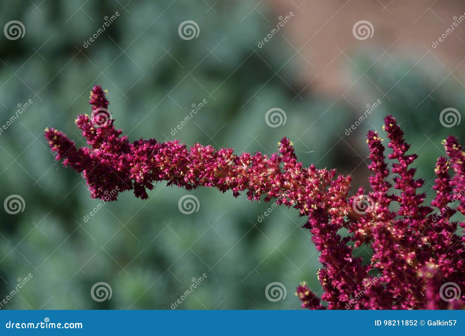 Amaranth is One of the Family Amaranthaceae Stock Photo - Image of ...