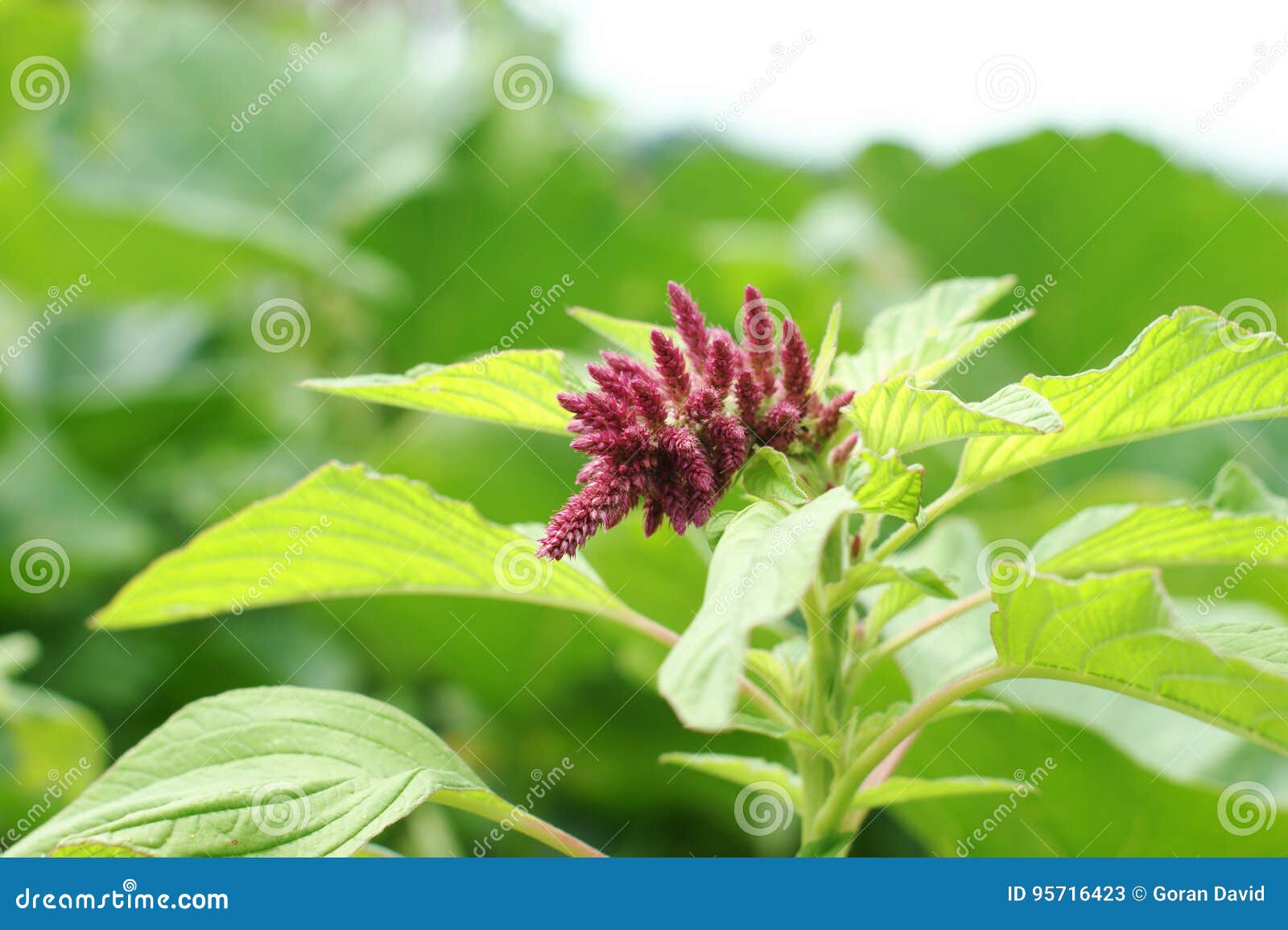Amaranth plant in garden stock image. Image of stem, blossom - 95716423