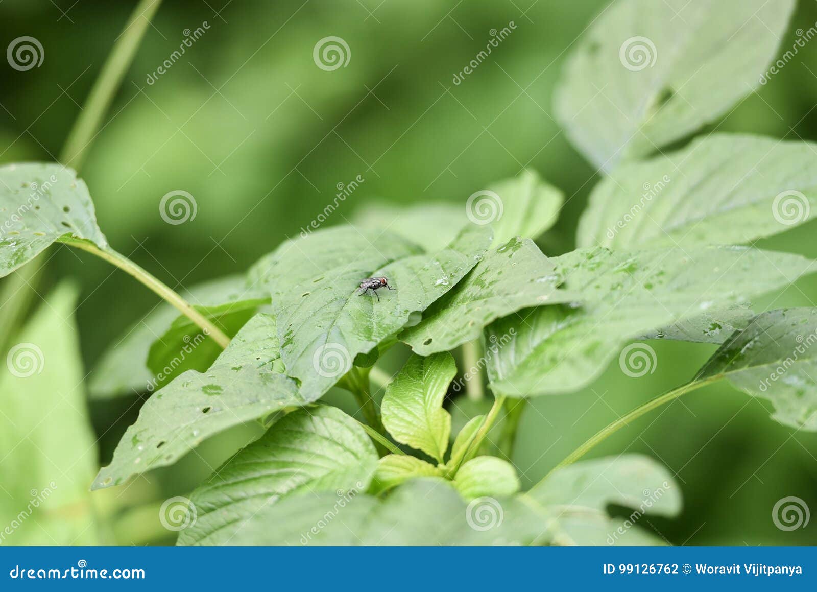 Amaranth Plant Stock Images - Download 3,561 Royalty Free Photos