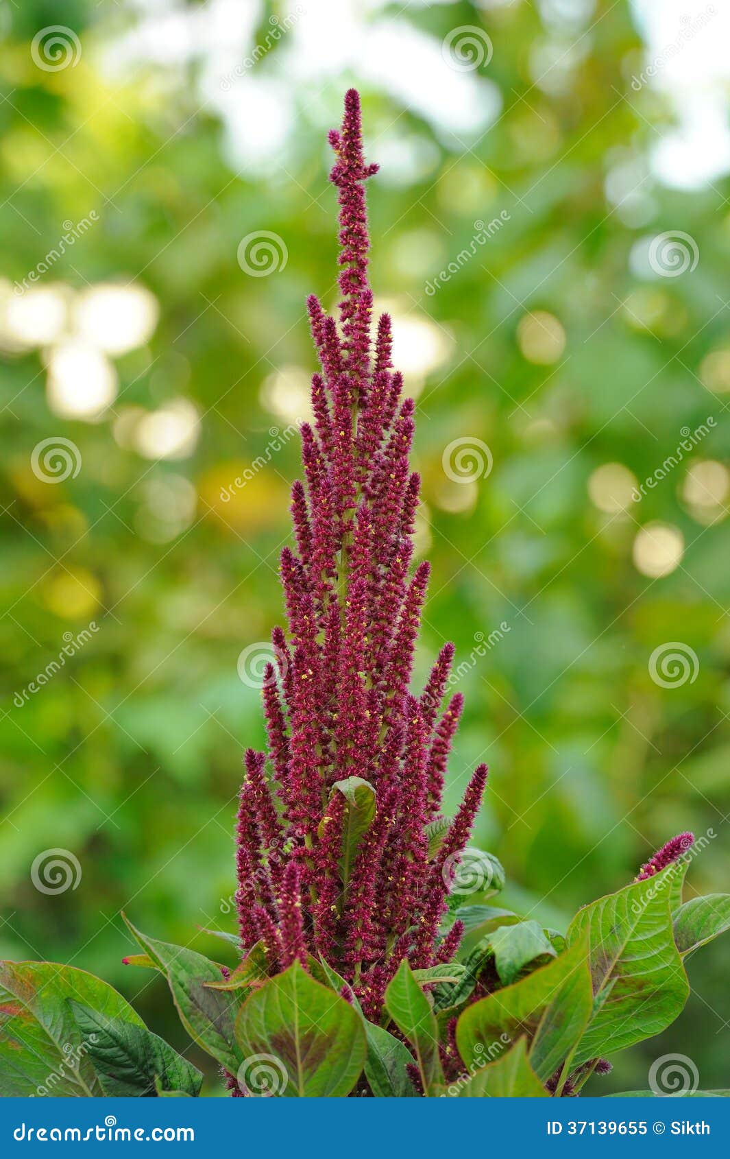 Amaranth (Prince S Feather) Growing on Flower Bed Stock Image - Image ...