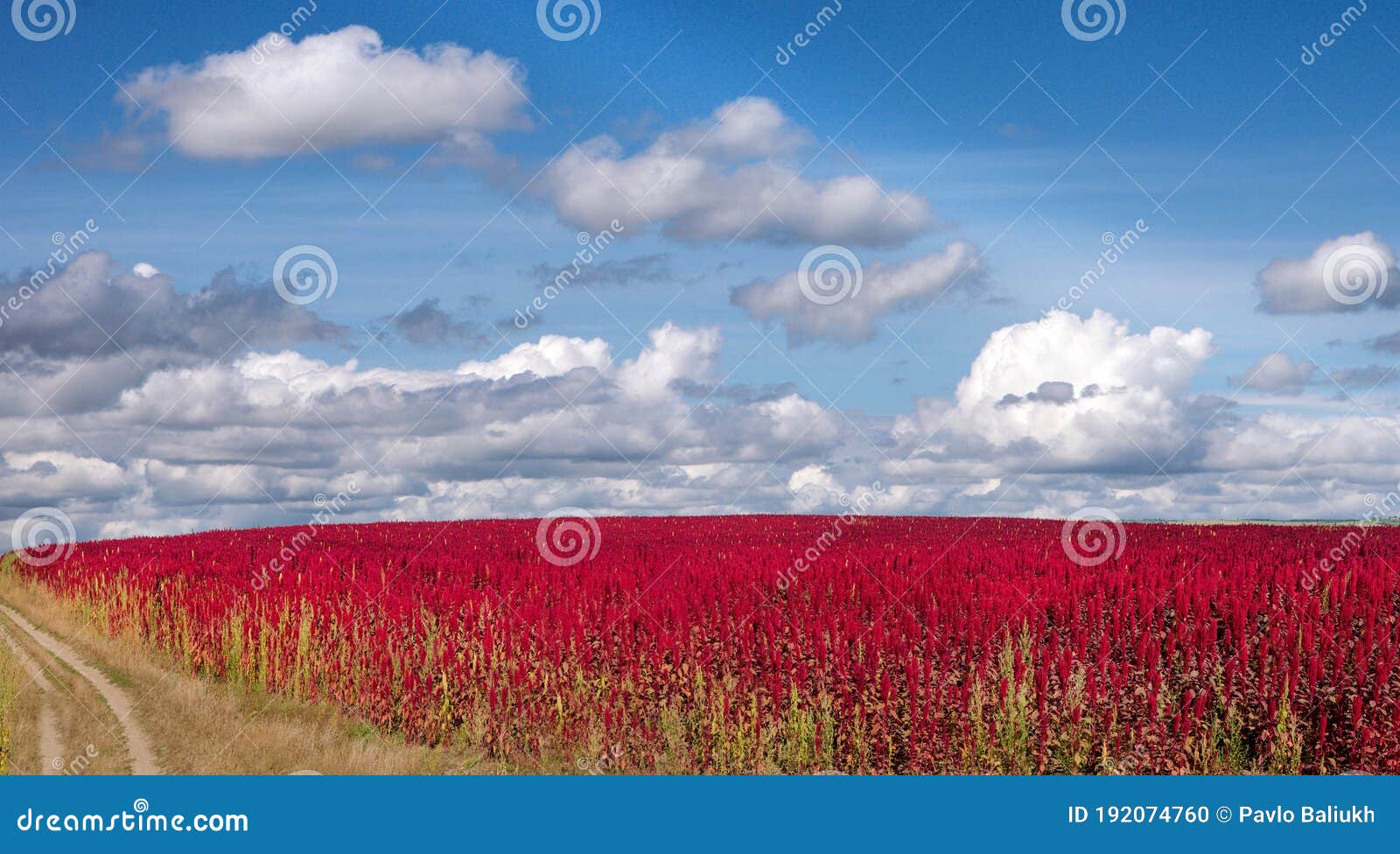 Amaranth Red Field with Background of Blue Sky, Agriculture Stock Photo ...