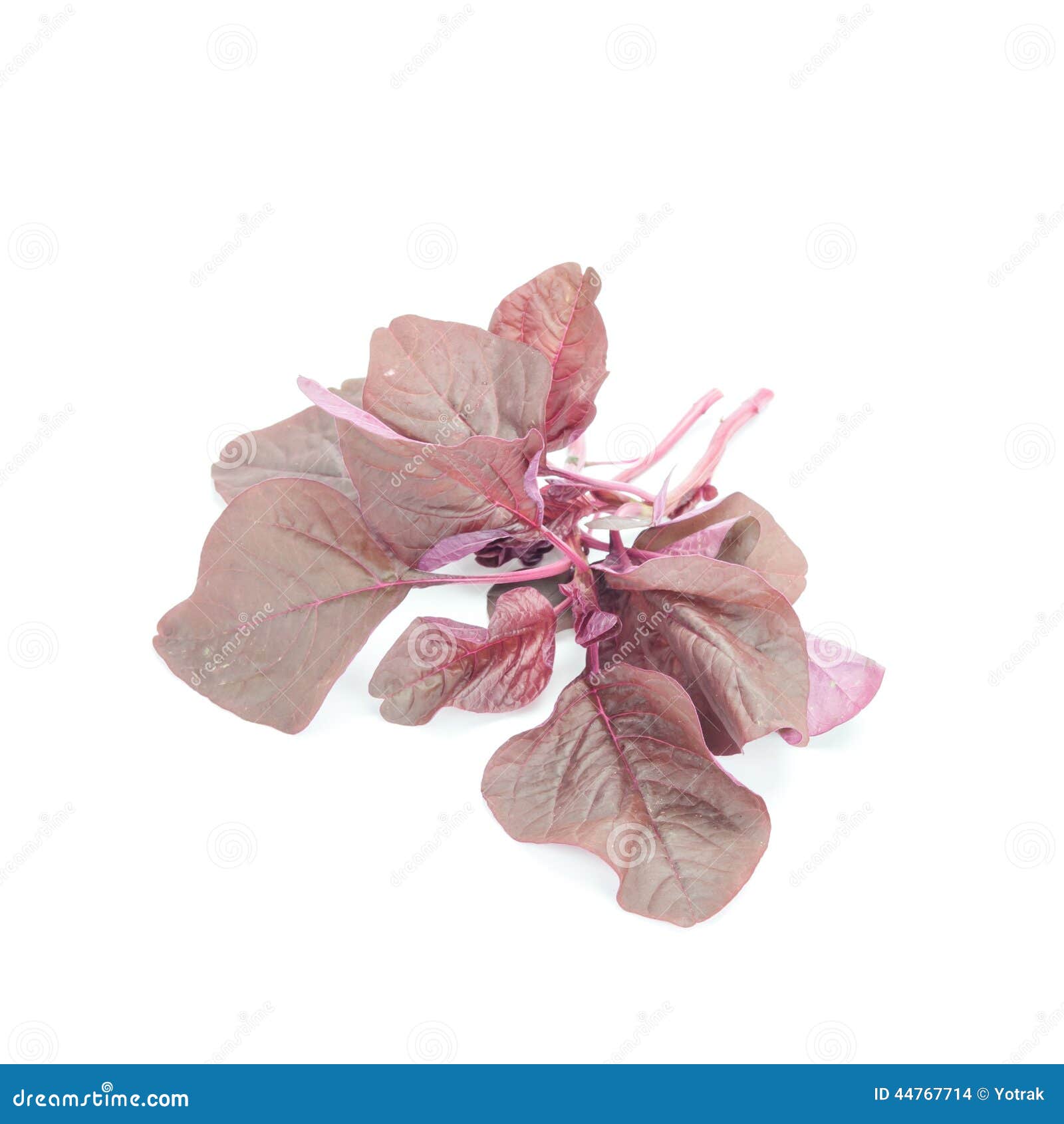 Amaranth tree stock photo. Image of fiber, antioxidants - 44767714