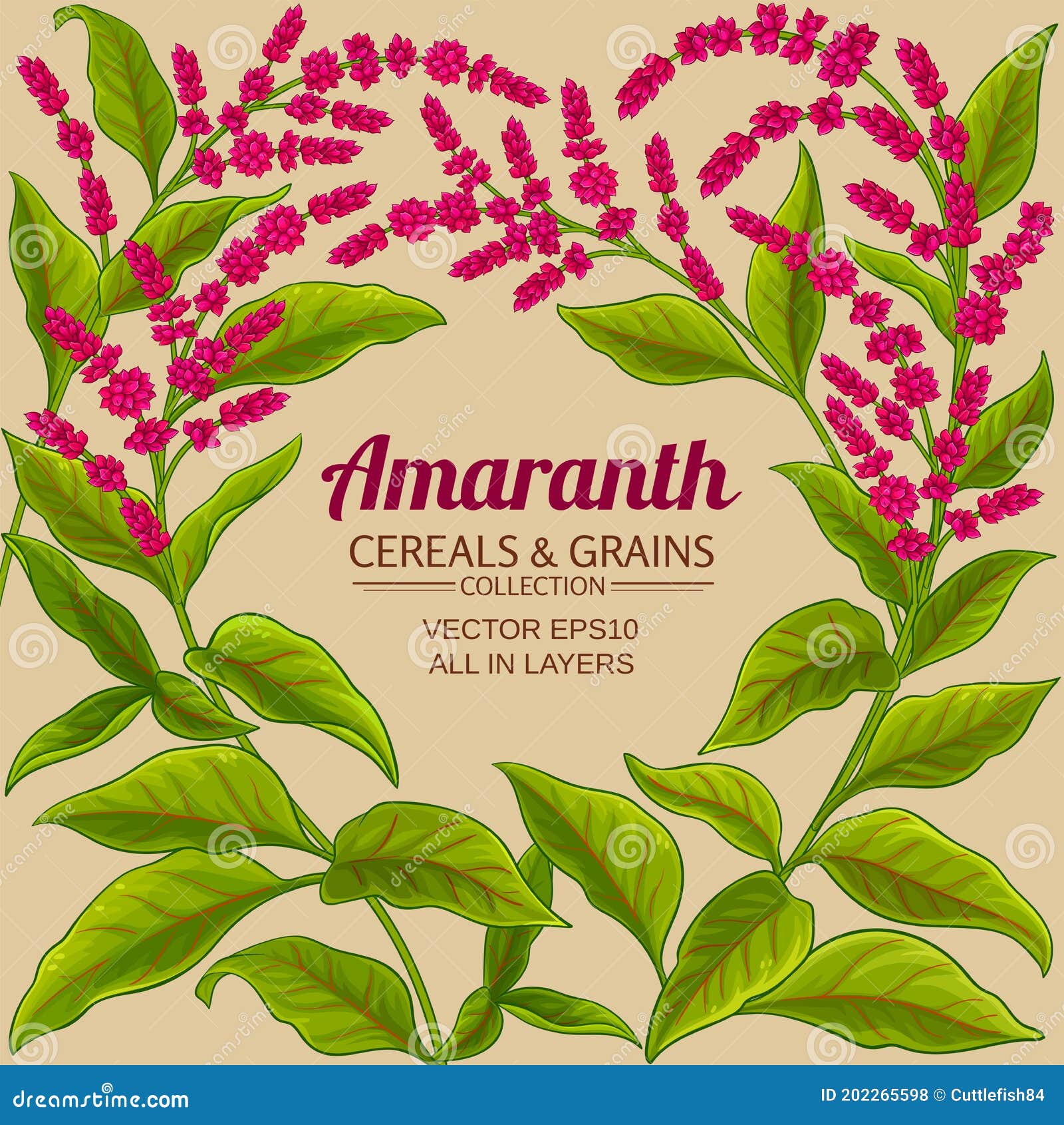 Amaranth vector frame stock vector. Illustration of health - 202265598