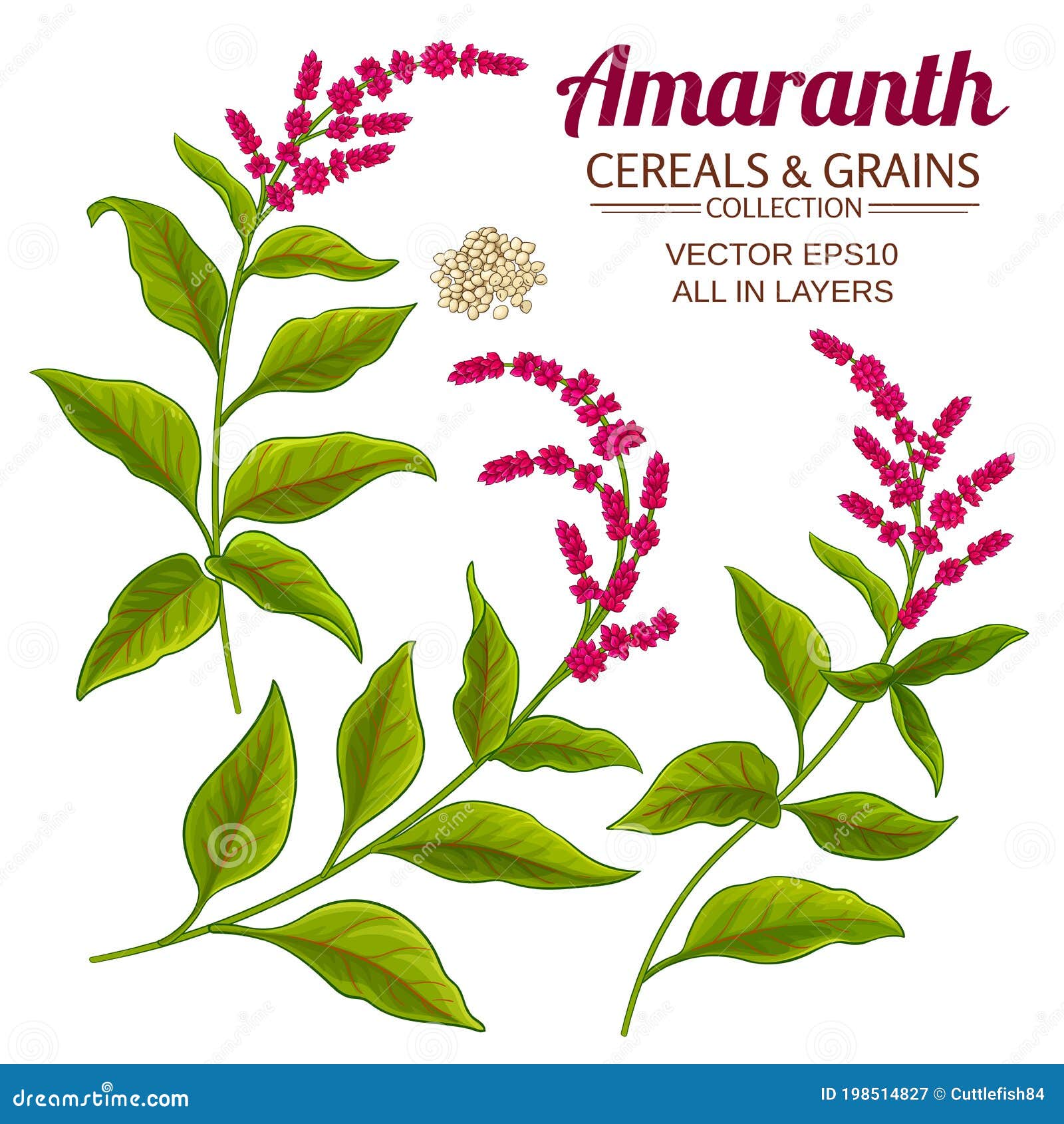 Amaranth Vector Frame | CartoonDealer.com #196938613