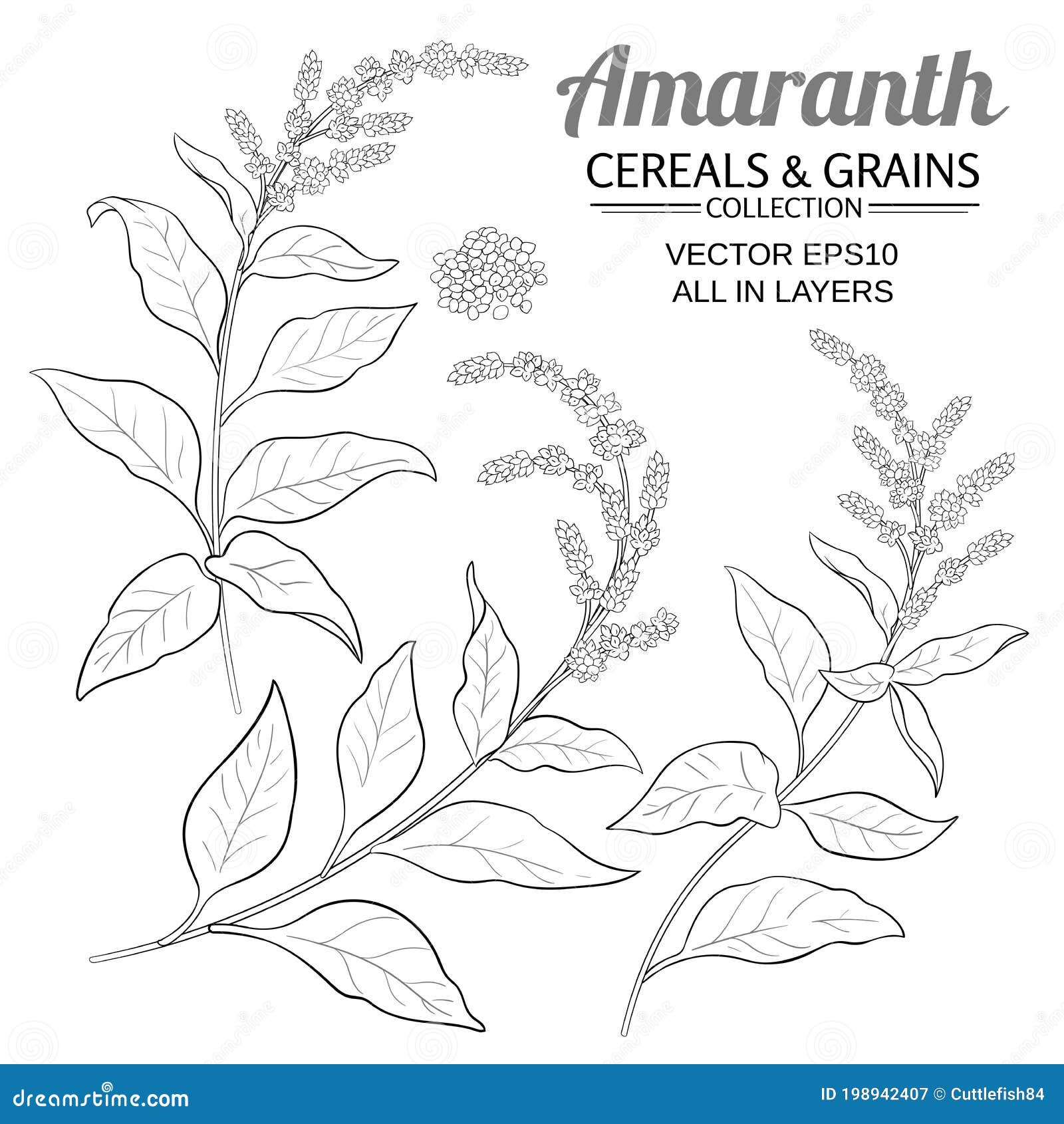 Amaranth Vector Frame | CartoonDealer.com #196938613