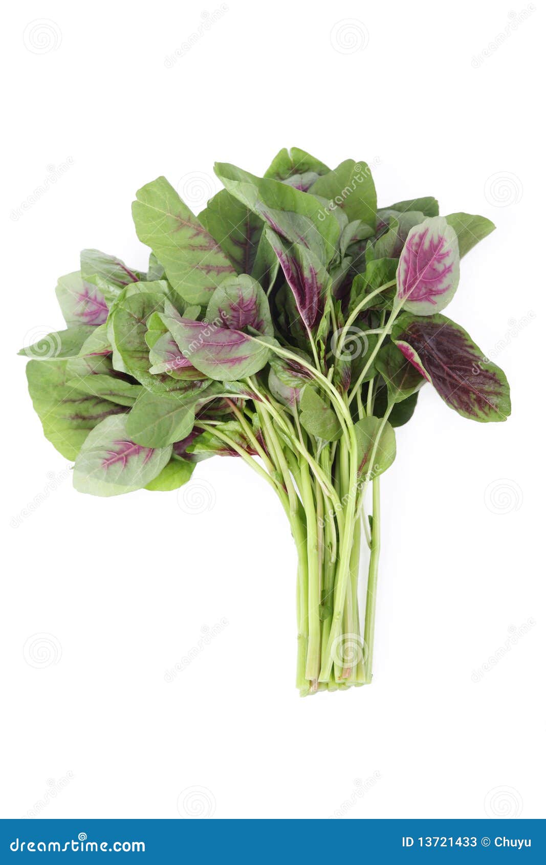 Amaranth vegetable stock image. Image of bunch, cooking - 13721433