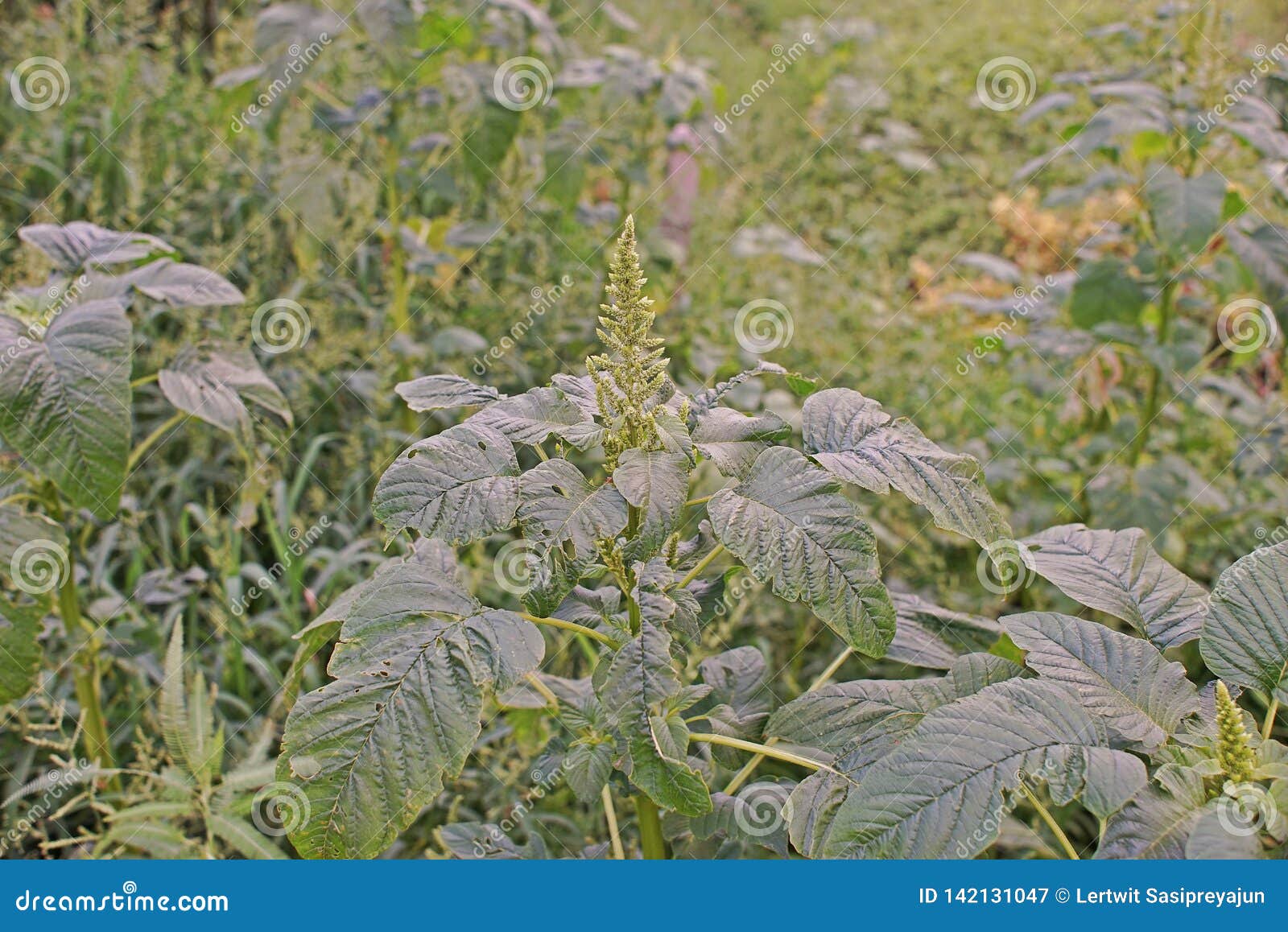 Amaranth, Vegetable and Broadleaf Weed Stock Image - Image of fresh ...