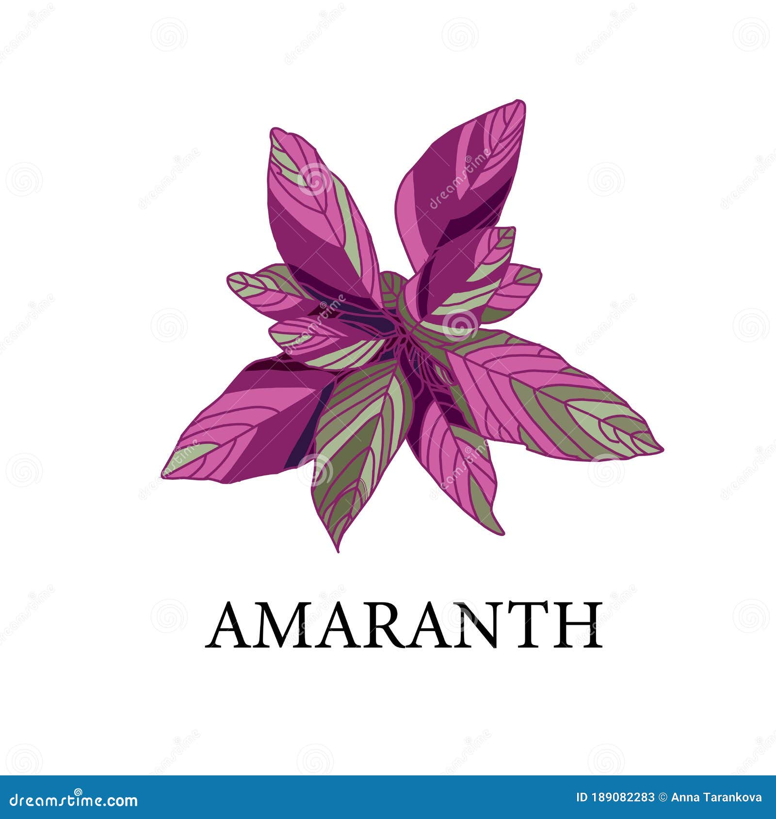 Amaranth on a White Background. Greenhouse Plant Isolated Stock Vector ...