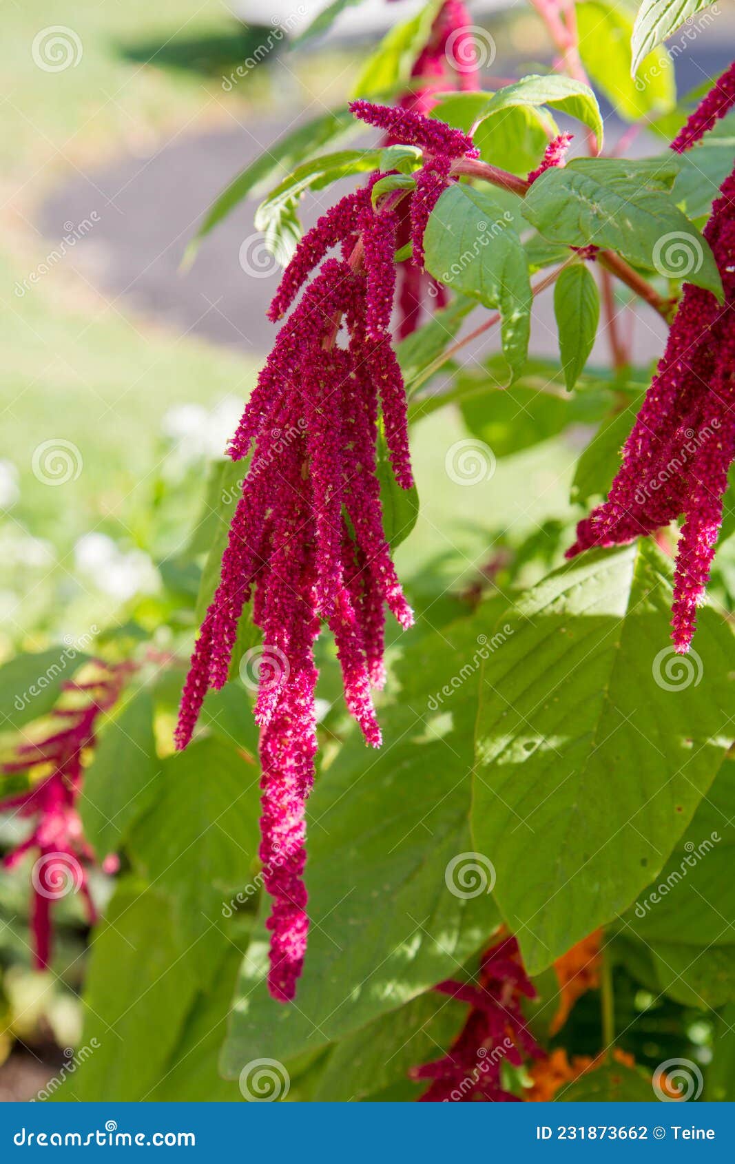 Amaranthus Caudatus Flowers, Known As Love Lies Bleeding. Red ...