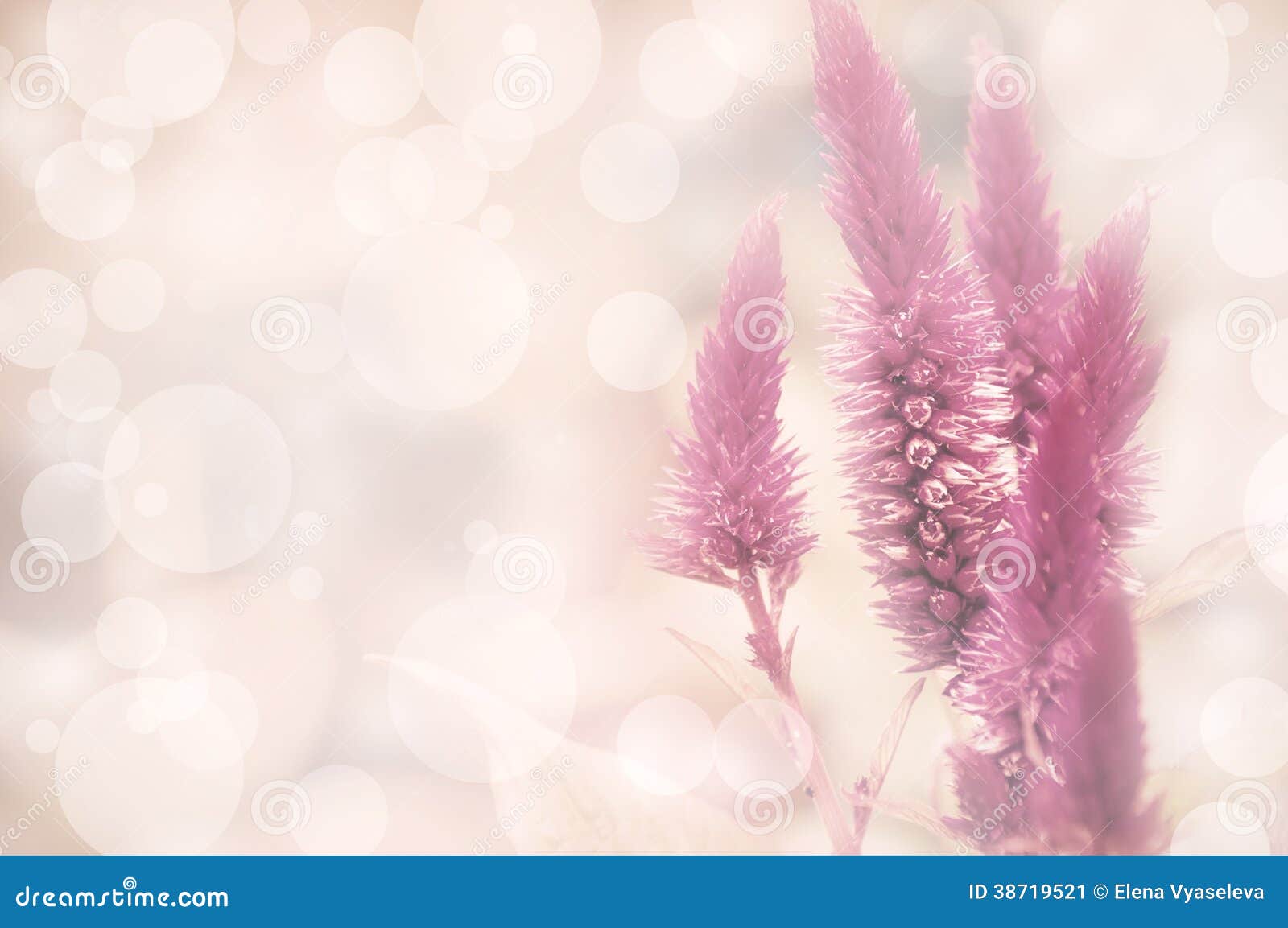 Amaranthus stock image. Image of boken, nature, magenta - 38719521