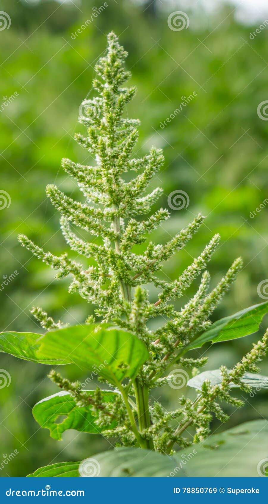 Amaranthus Flowers in the Field Stock Image - Image of amaranth, field ...
