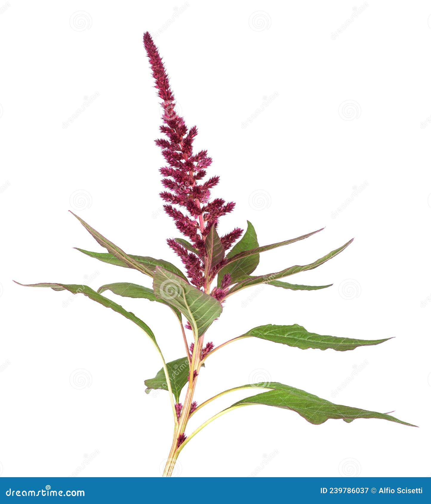 Amaranthus Plant And Flower Background Border Stock Image ...