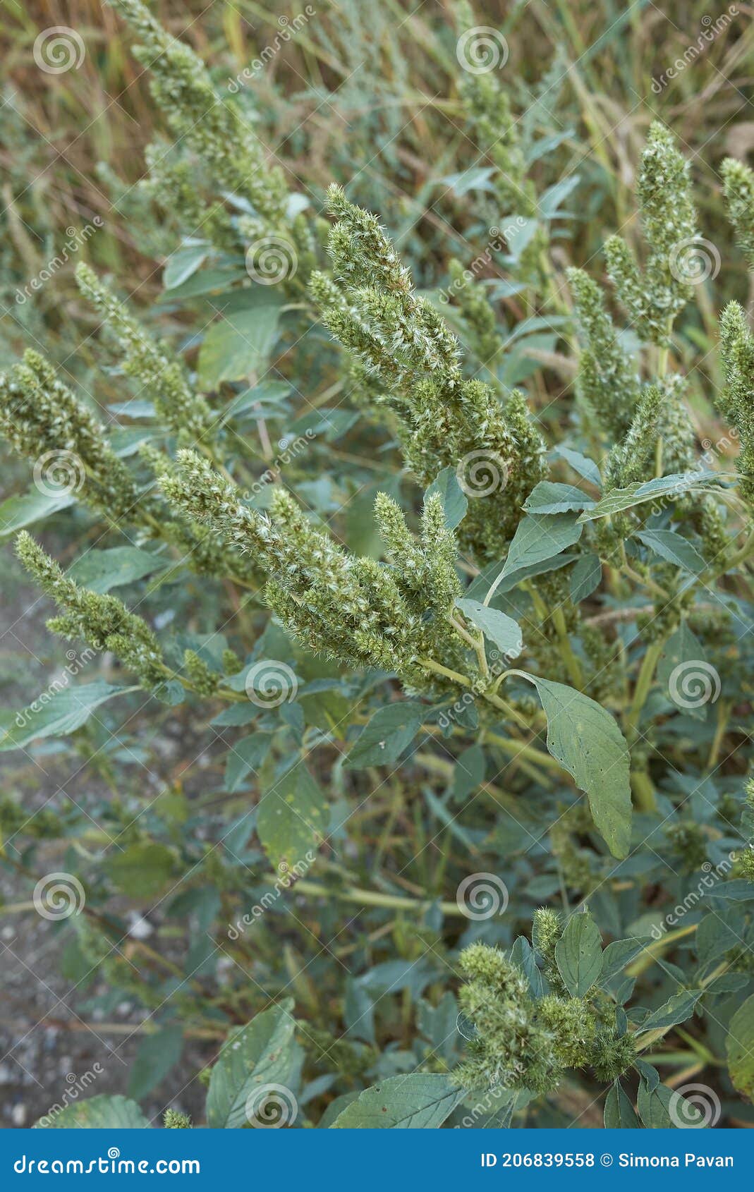 Amaranthus Retroflexus in Bloom Stock Photo - Image of redroot, herb ...