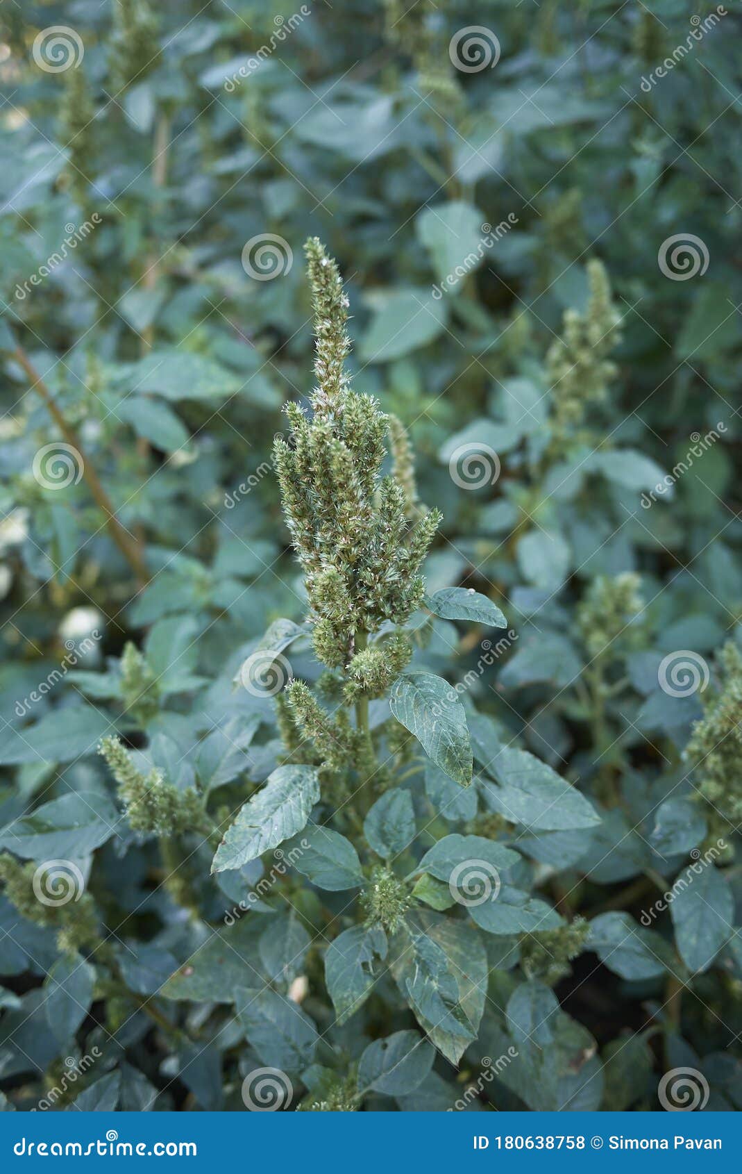 Amaranthus Retroflexus Red-root Amaranth, Redroot Pigweed, Common ...
