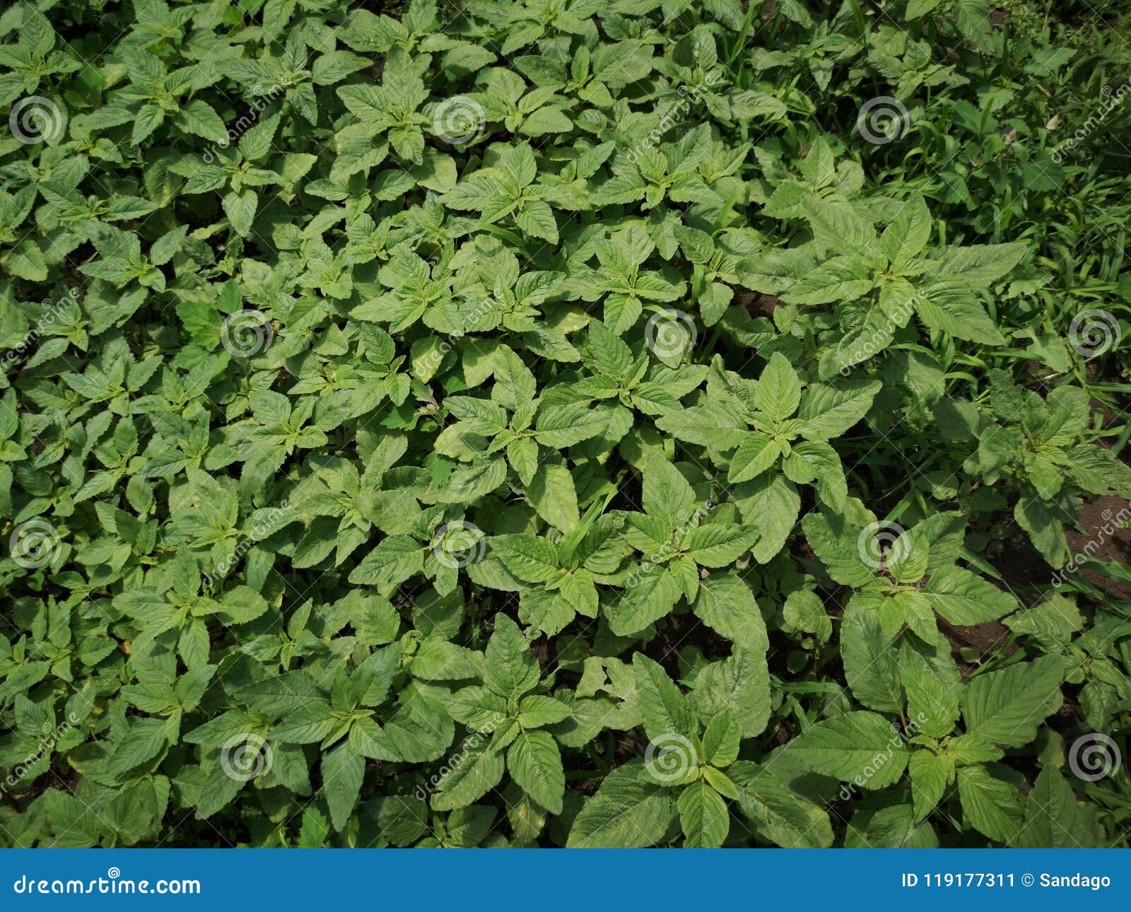 Amaranthus Retroflexus Red-root Amaranth, Redroot Pigweed, Common ...