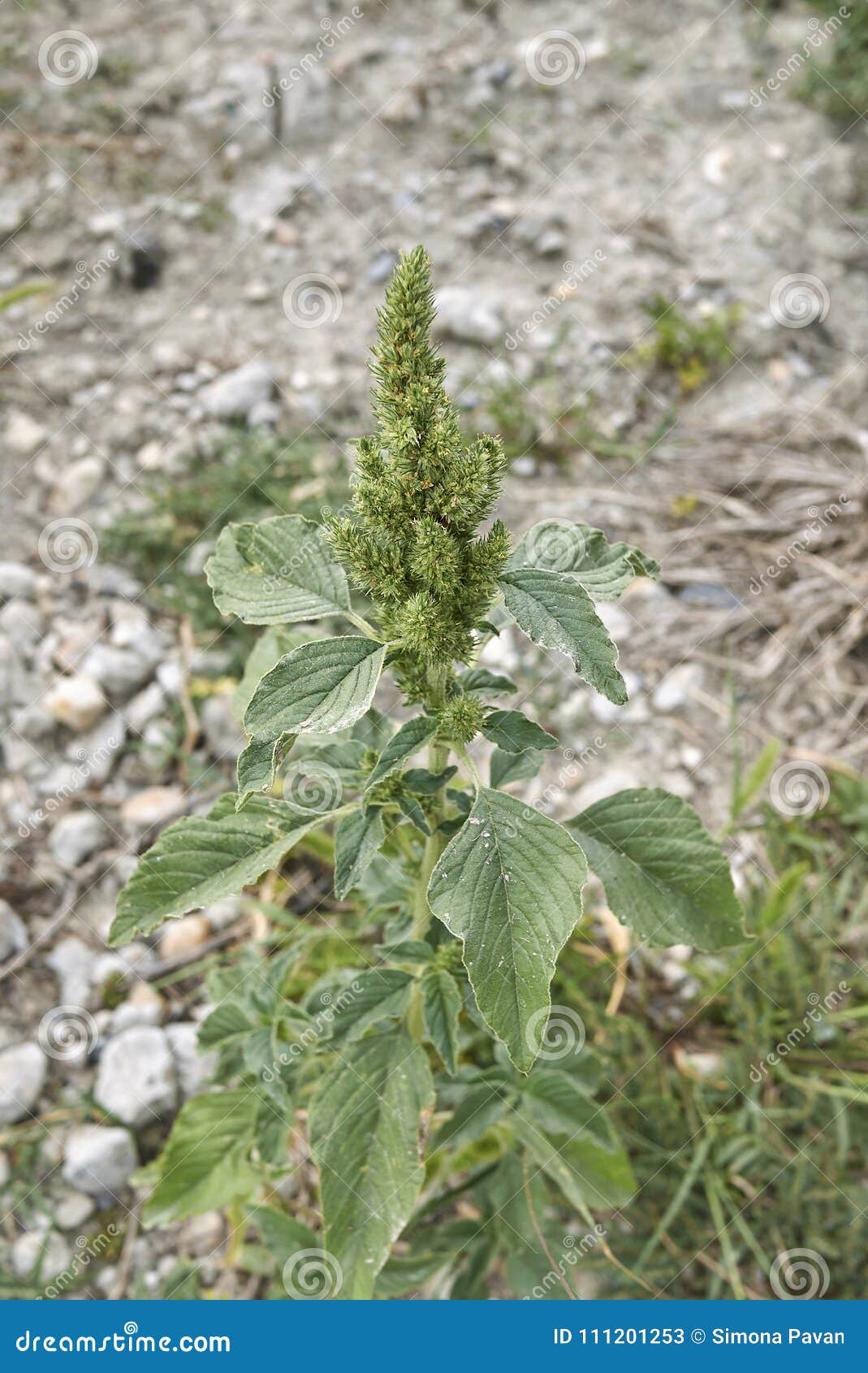Amaranthus Retroflexus Plant Stock Image - Image of flora, stalk: 111201253