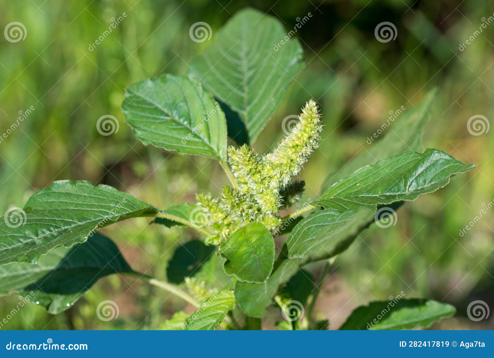 Amaranthus Retroflexus, Red-root Amaranth Flowers Closeup Selective ...