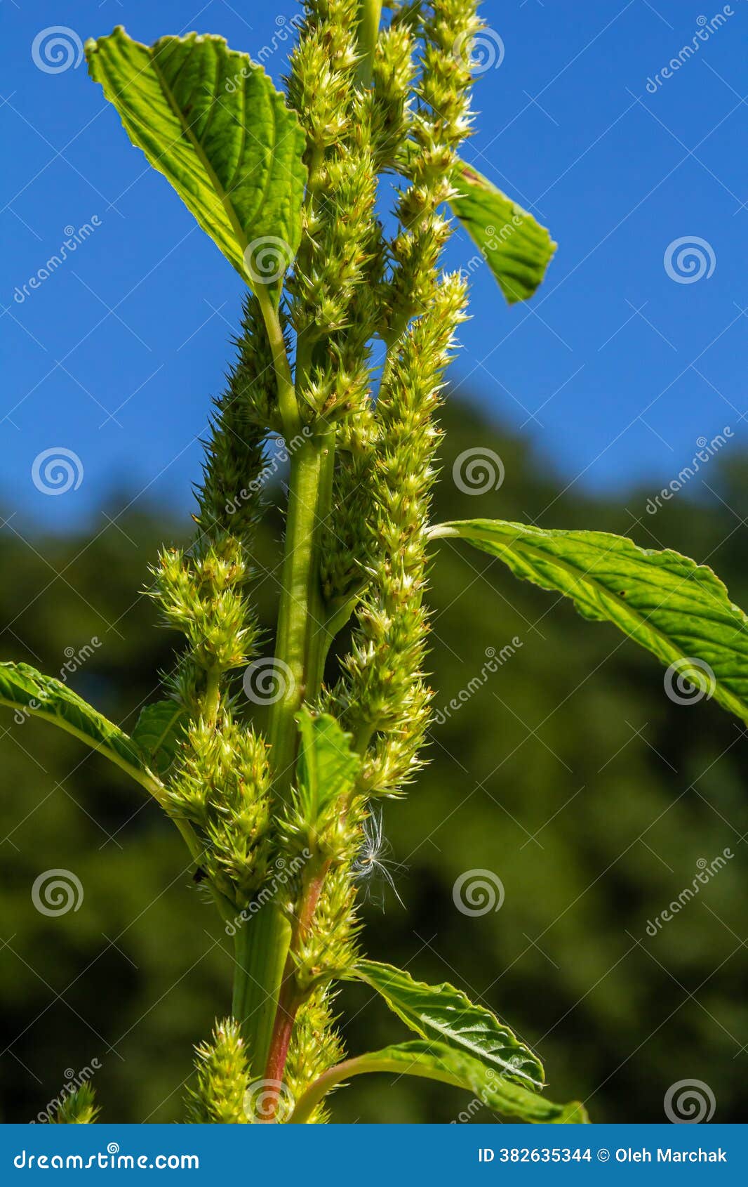Amaranthus Retroflexus Spiny Amaranth, Amaranthus Spinosus With Leaves ...